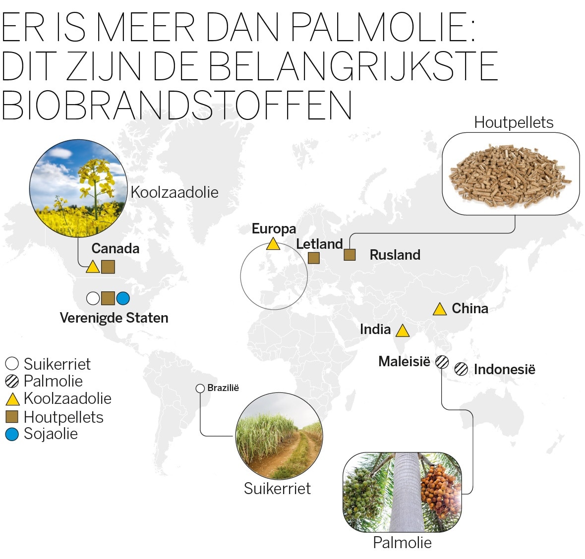 Niet langer een wondermiddel: Europa stapt af van palmolie als ...