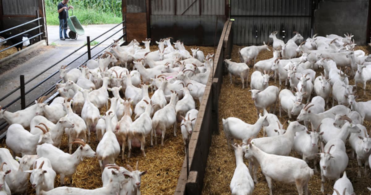 De geit is voor een groot deel zoals-ie is door toedoen van de mens ...