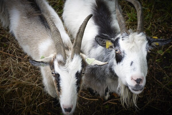 De geit is voor een groot deel zoals-ie is door toedoen van de mens ...