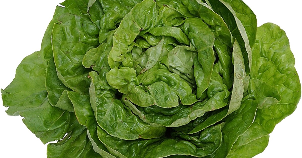 Jonge sla | de Volkskrant