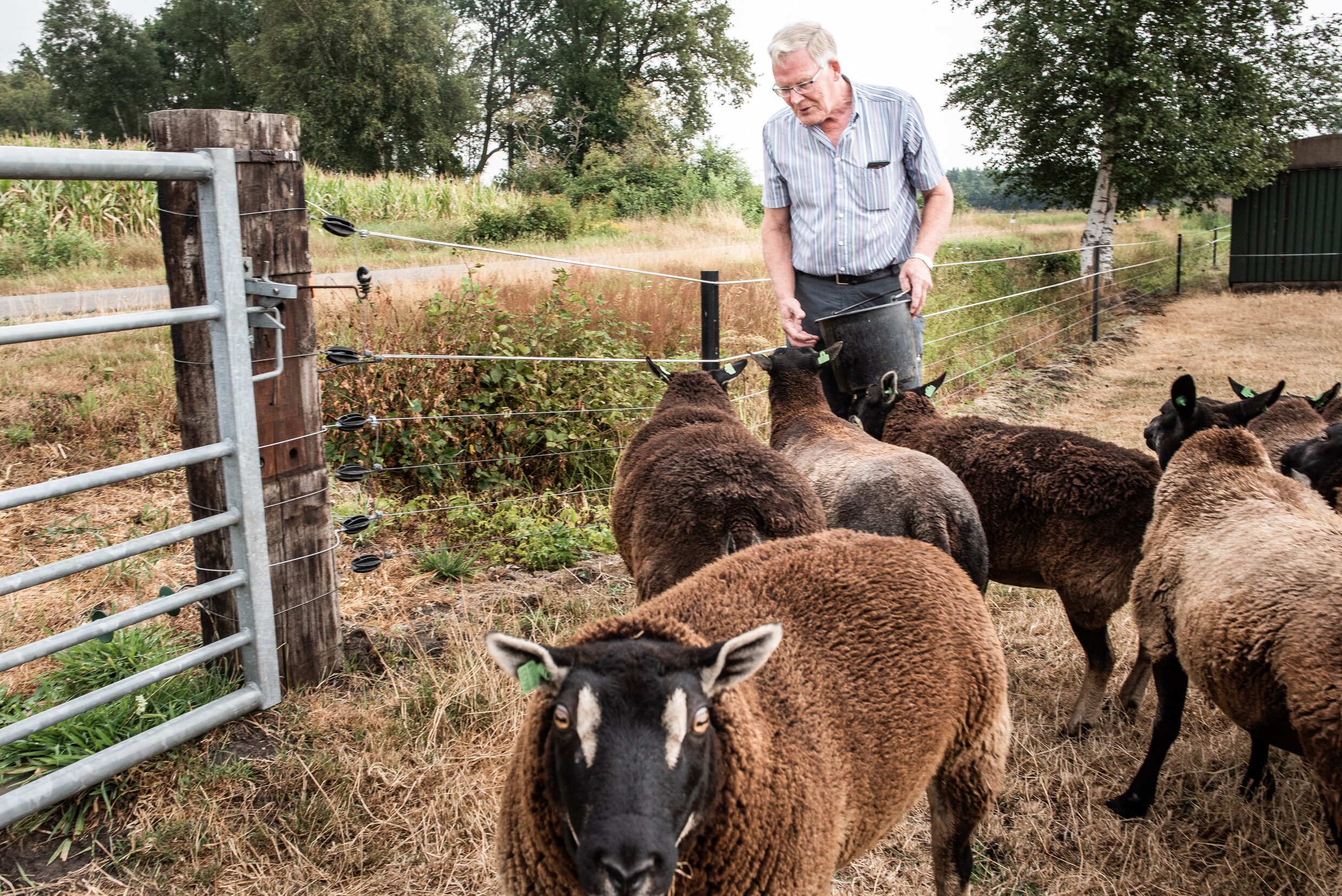 De wolf rukt op en dat kost boeren schapen en geld. Wie betaalt dat ...