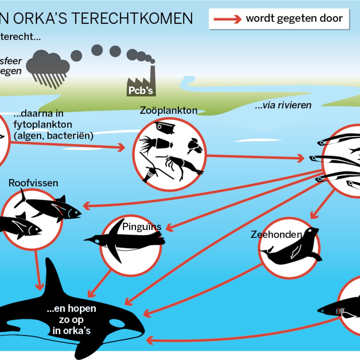 Orka's Eten Zeehonden