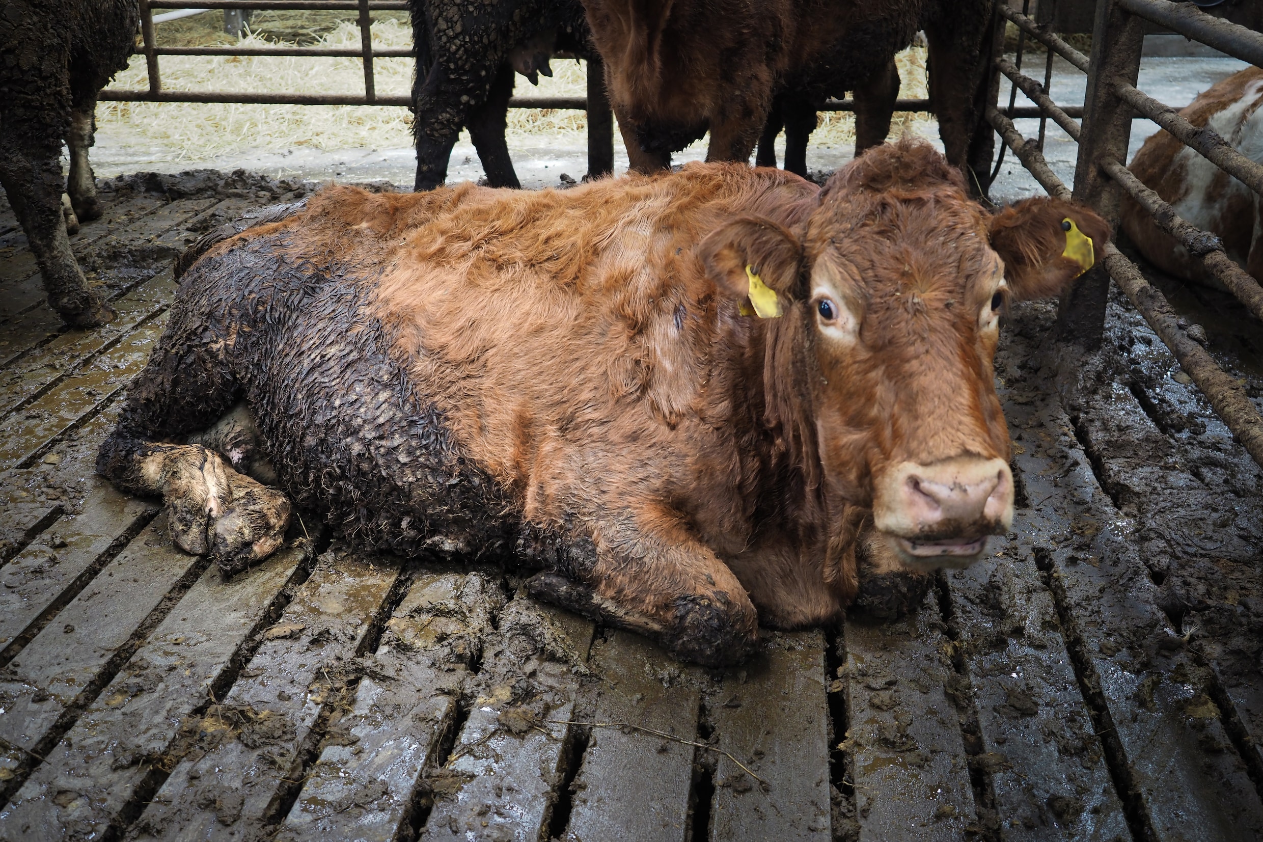 Het leven van Ierse runderen is goed, behalve als ze op stal moeten ...