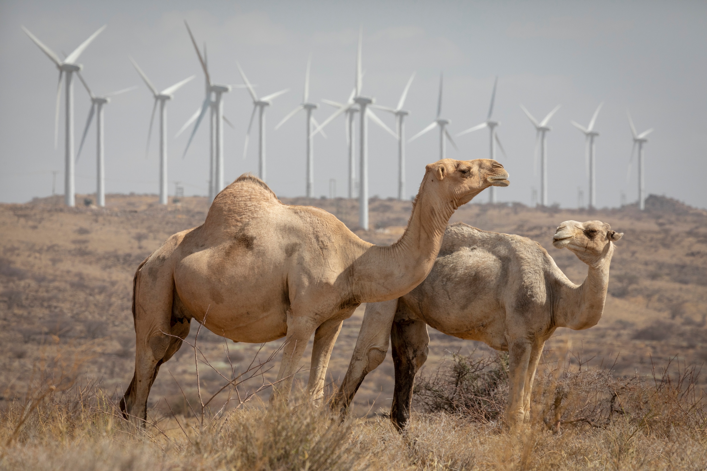 Lezersreacties: ‘Duurzame energie is geen kolonialisme, het is gezond ...