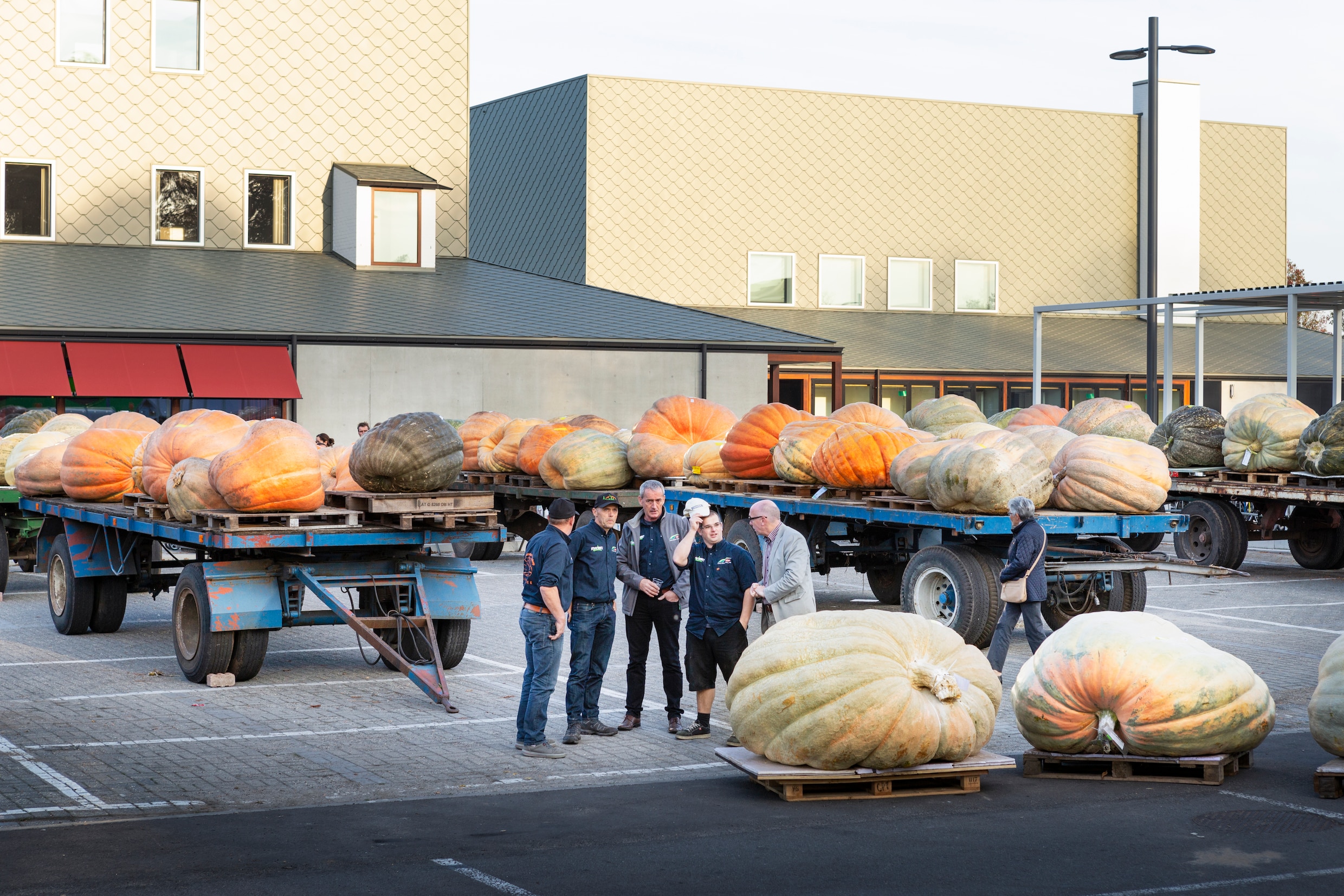 Plezante pompoenen in Kasterlee | de Volkskrant