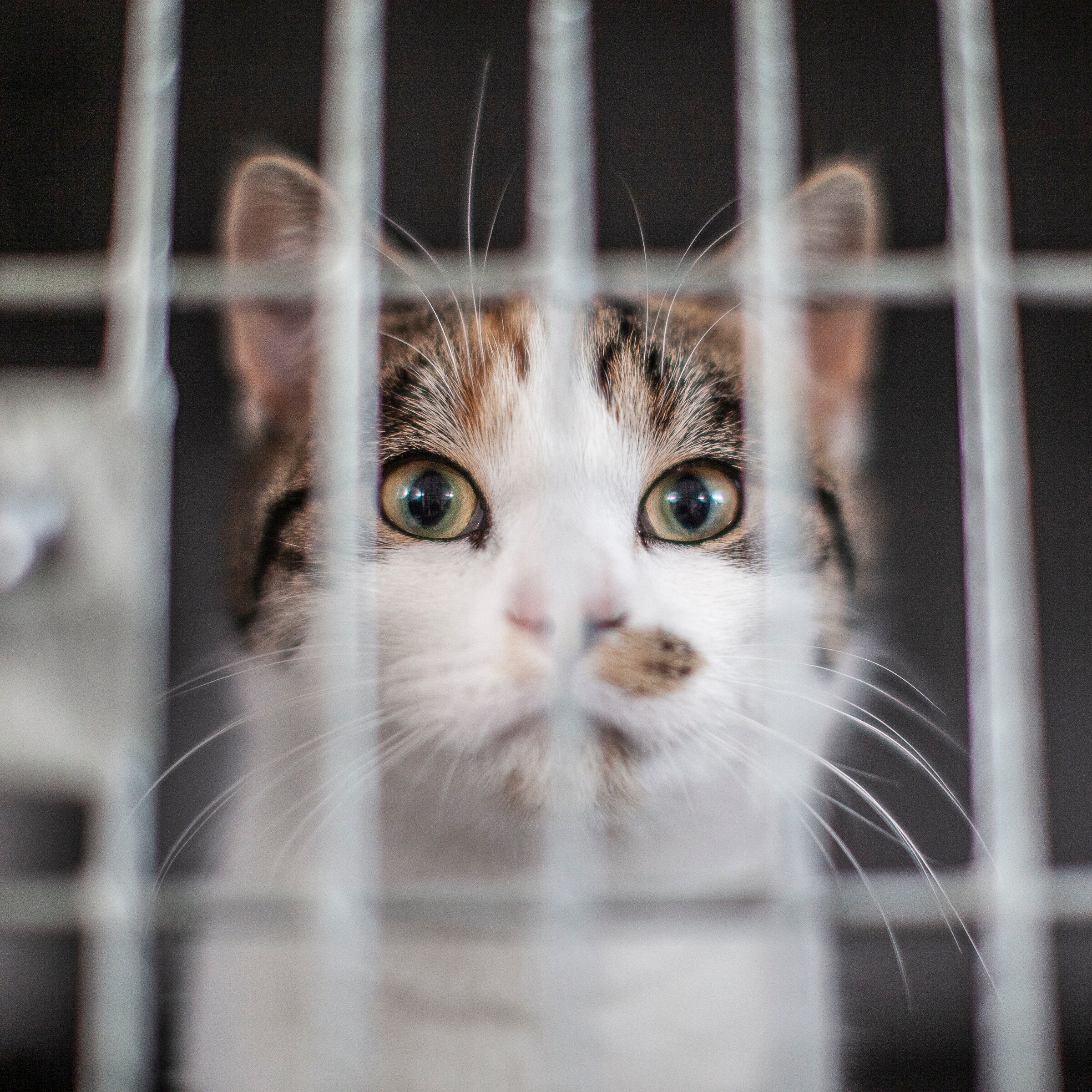 Omkeren voor Fiepje, Jiska, Free, Cypie en Rif | de Volkskrant