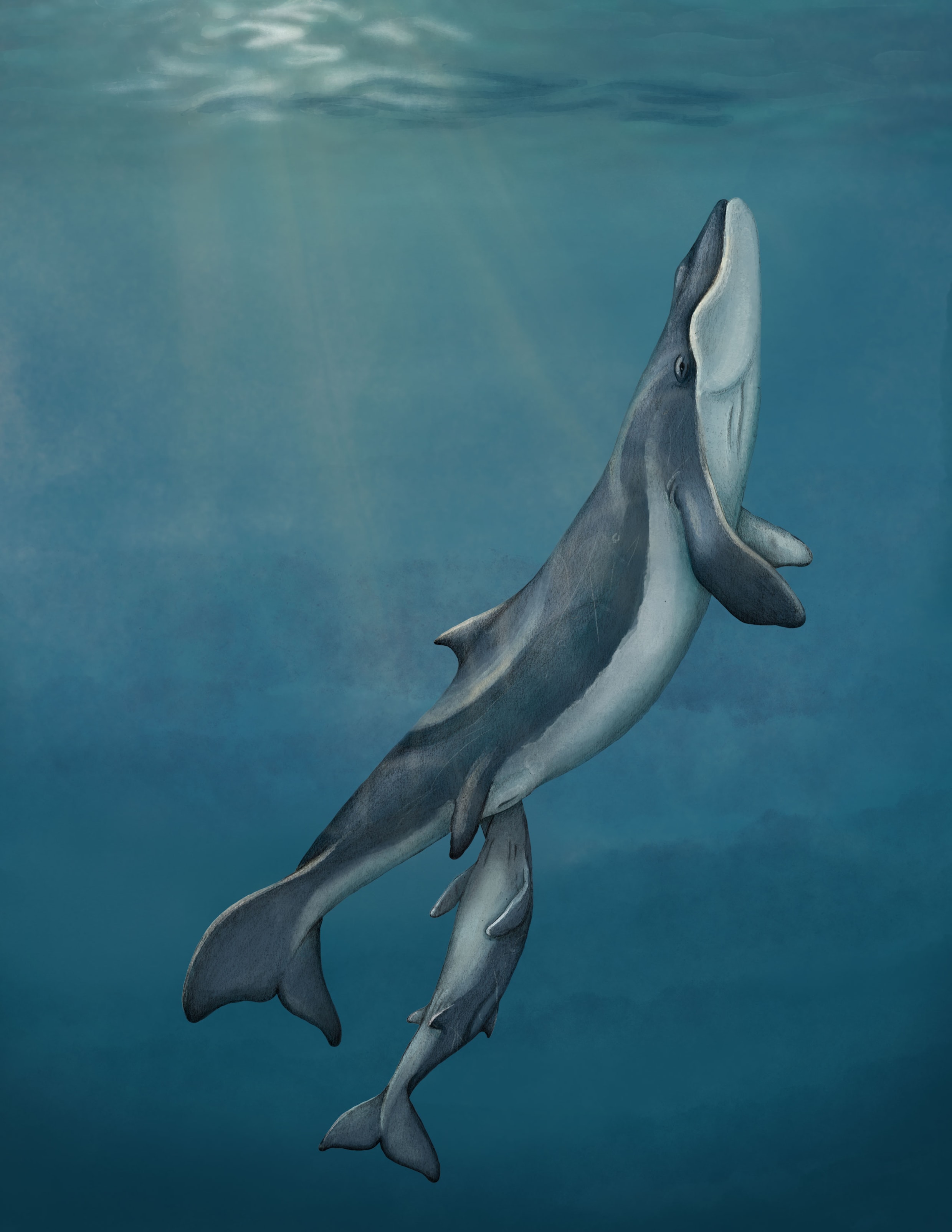 Verrassende stap in de evolutie van de walvis: ruim 30 miljoen jaar ...