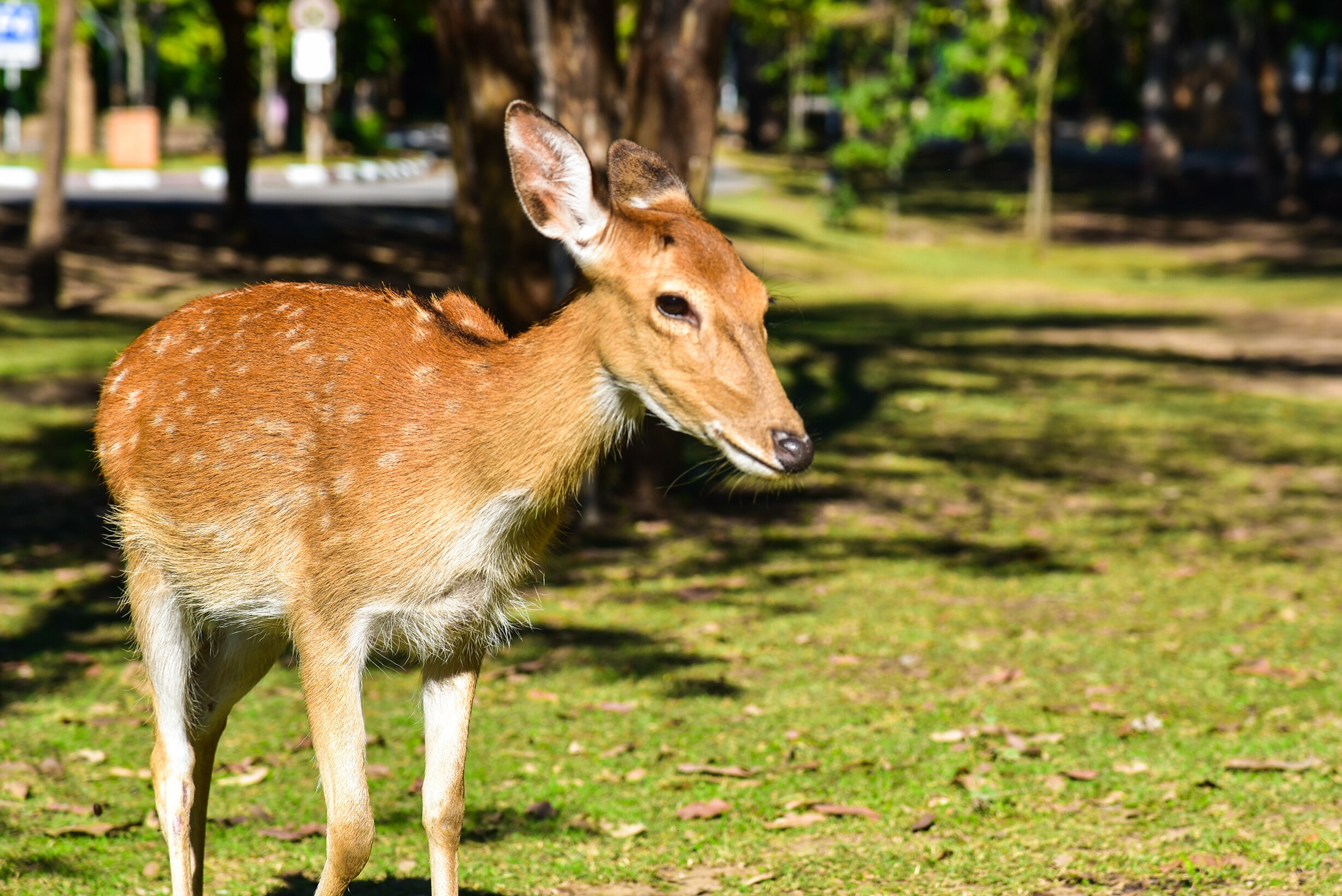 De Veluwe: een weliswaar groot, maar nogal armzalig en versnipperd ...