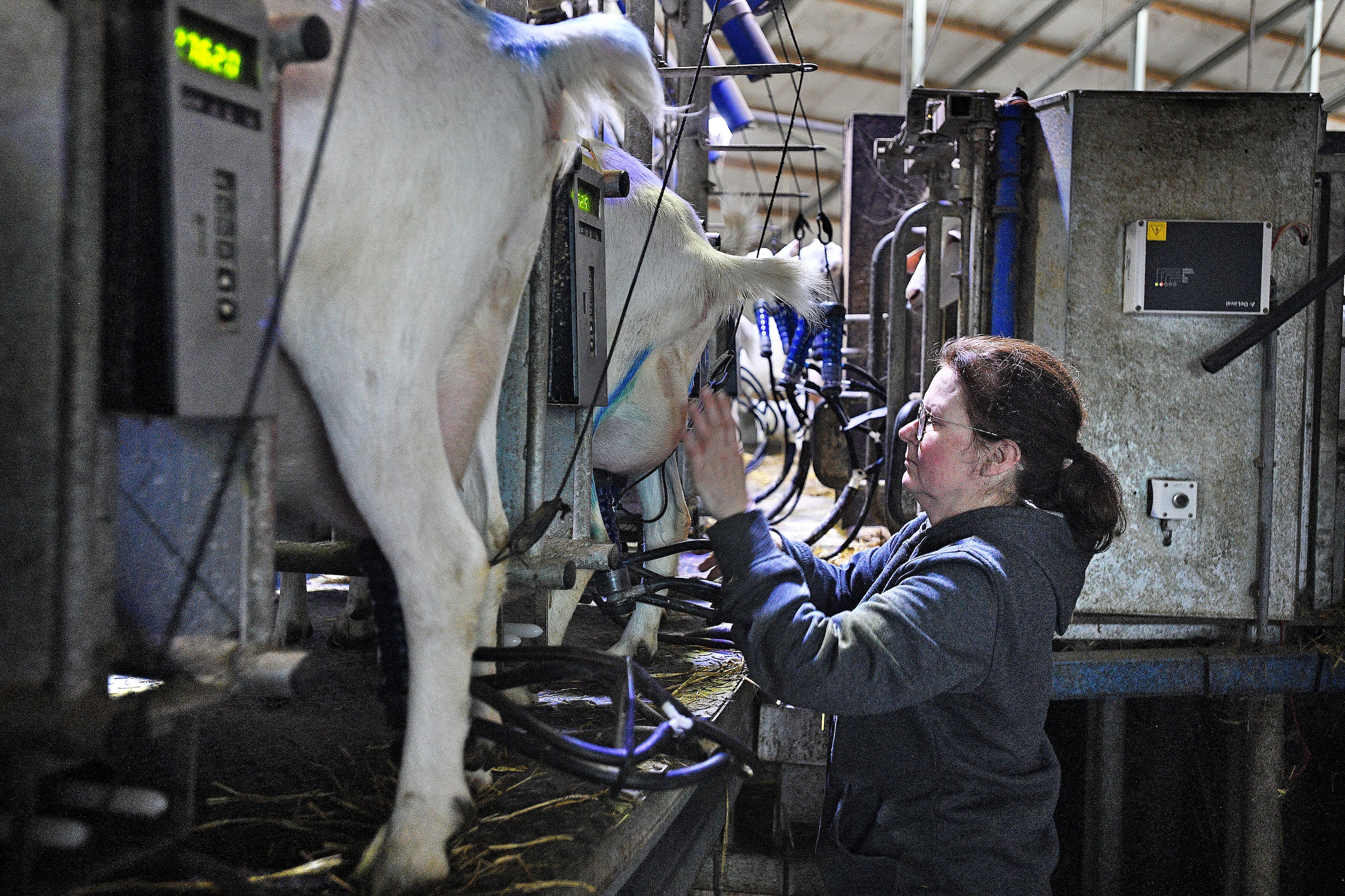 Geitenmelkster Trudy: ‘Als we er ziek van werden, dan werkte ik hier ...