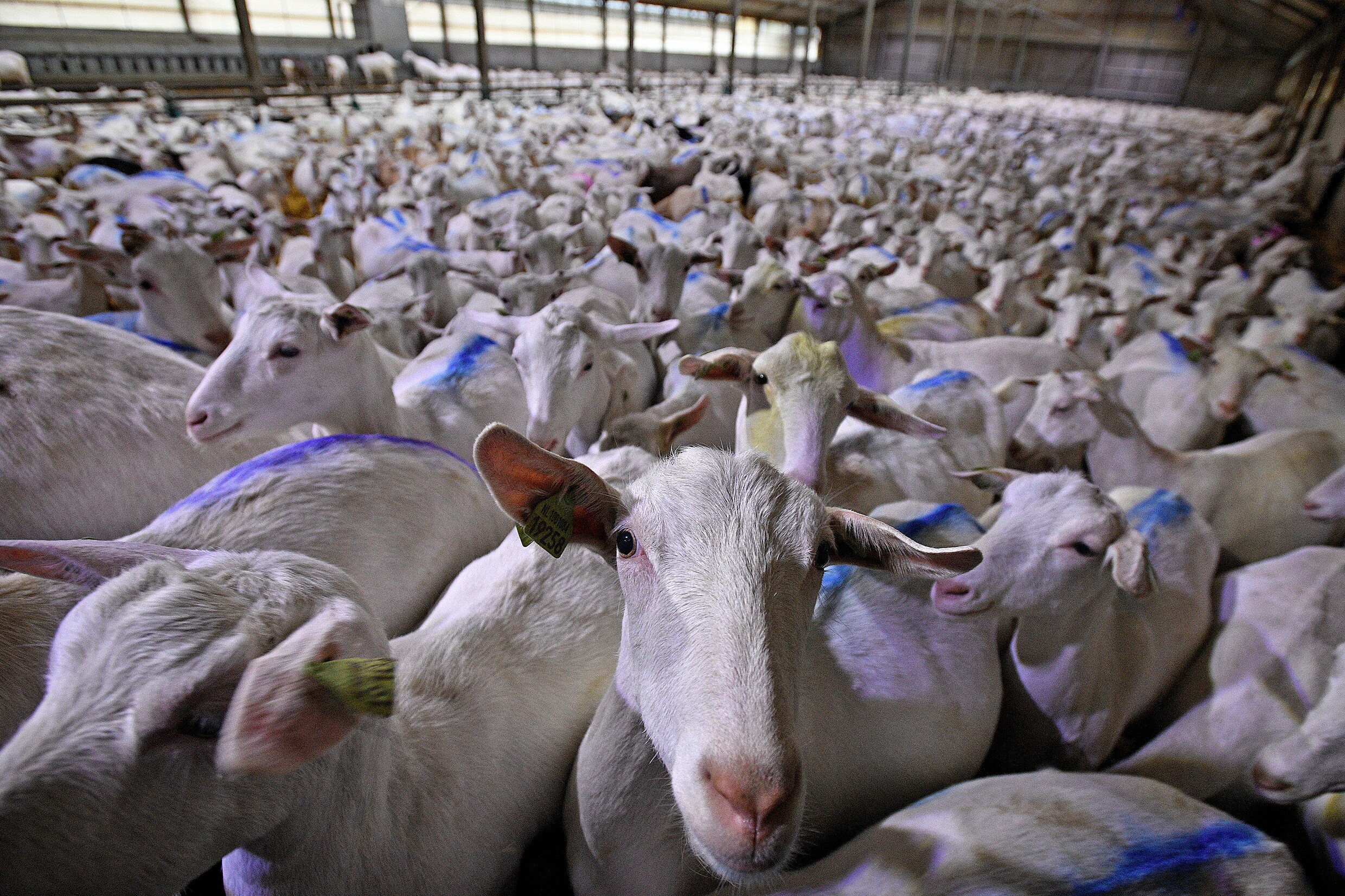 Geitenmelkster Trudy: ‘Als we er ziek van werden, dan werkte ik hier ...