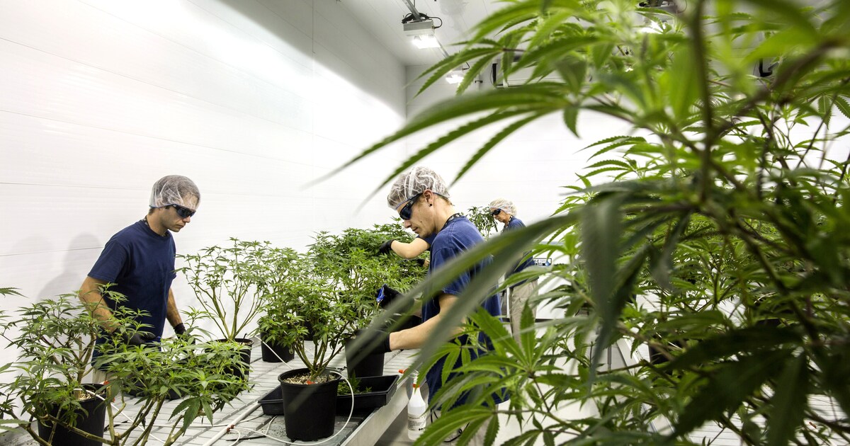 Canadese cannabisgoudkoorts zorgt voor scheve ogen in Nederland | de ...