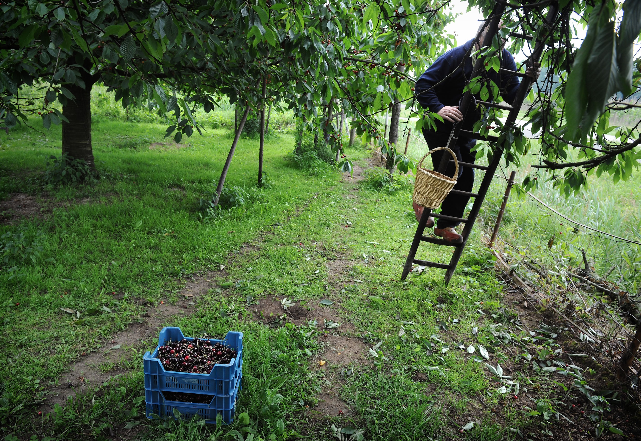 Kersentelers mogen voor negende keer ‘eenmalig’ niet toegelaten ...