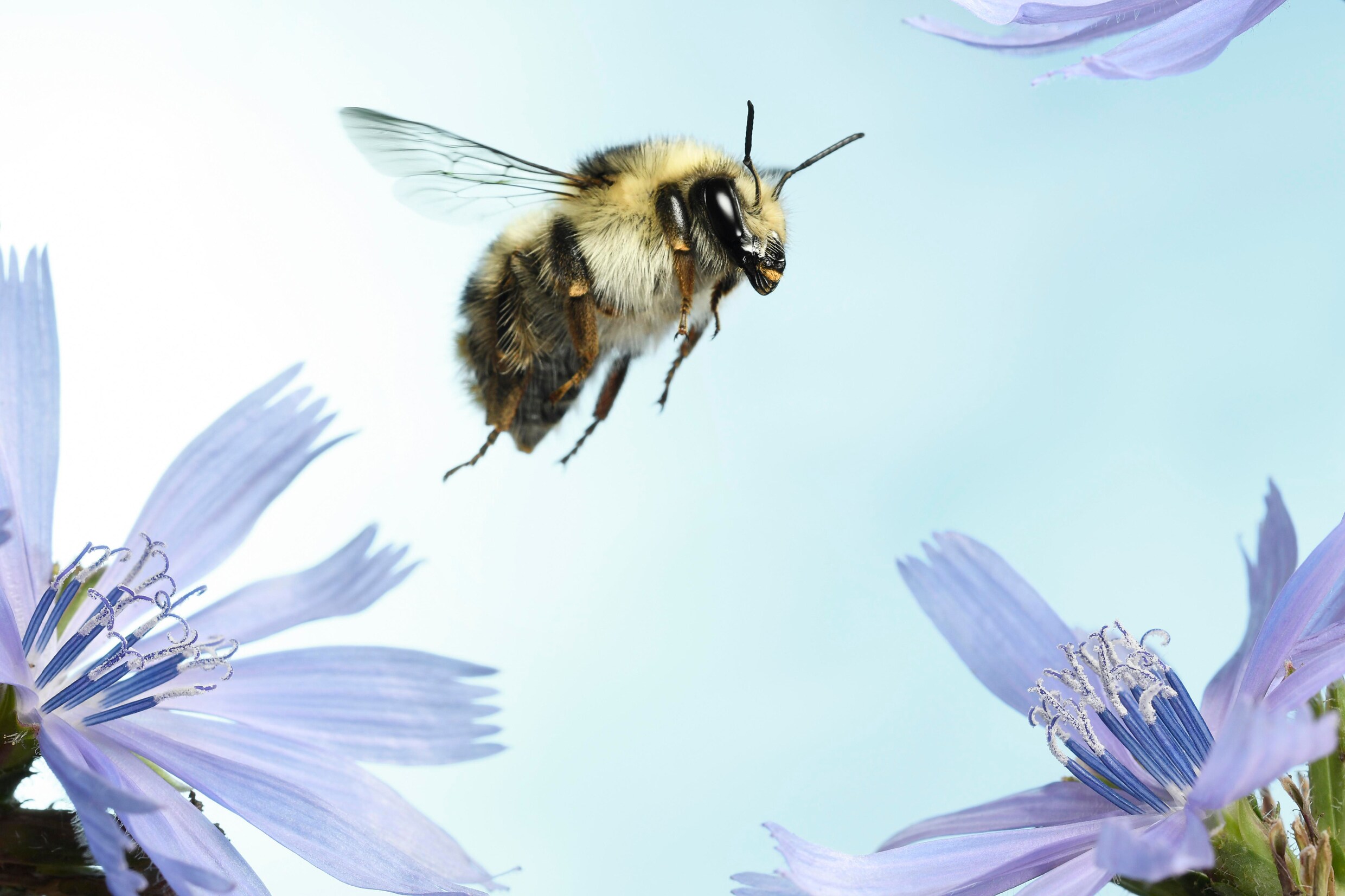 Deltaplan moet insecten en vogels redden: ‘Dit keer gaat het wel werken ...
