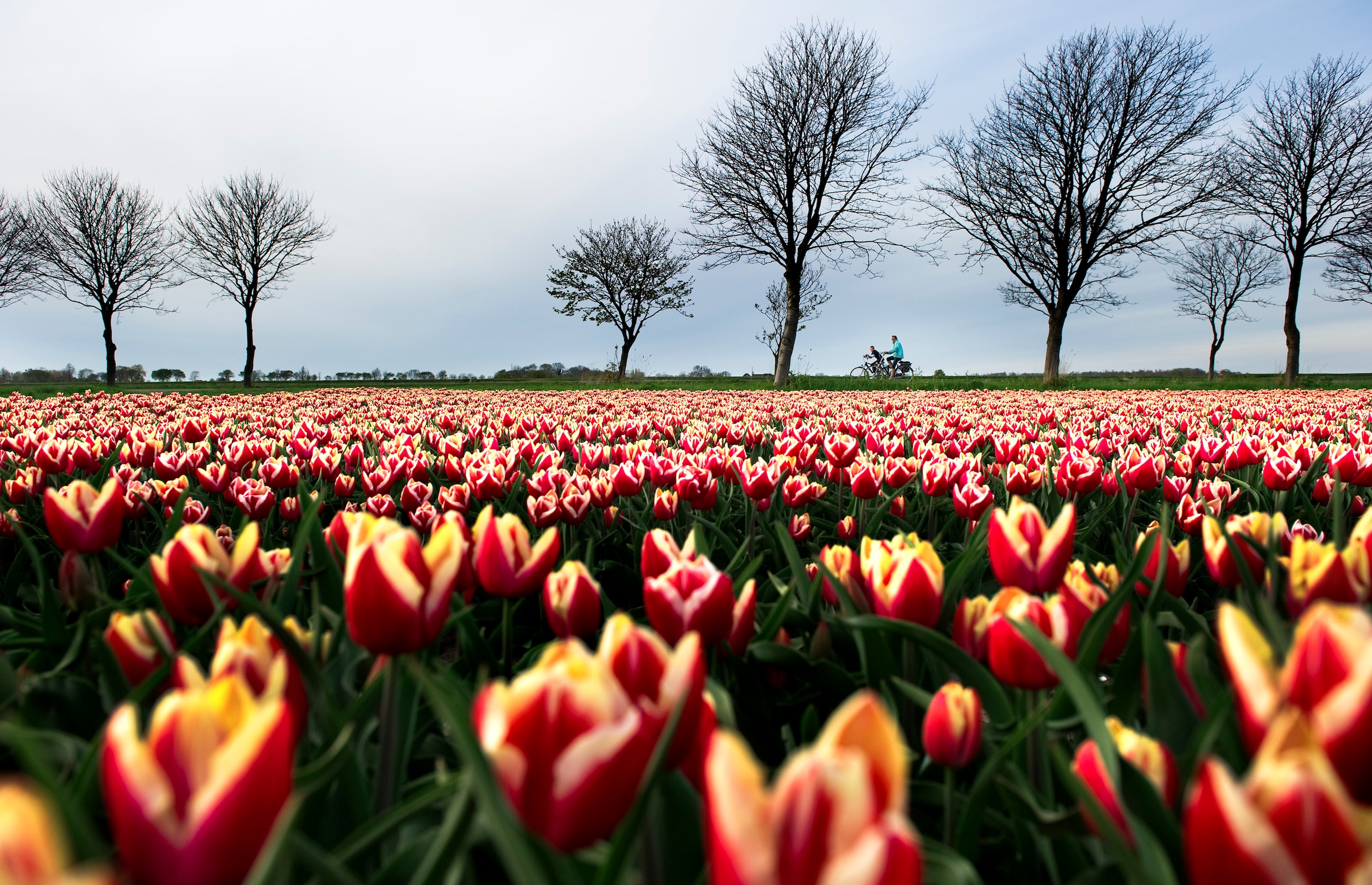 Wateren in Noord-Hollandse bollenstreek sterk vervuild met verboden ...