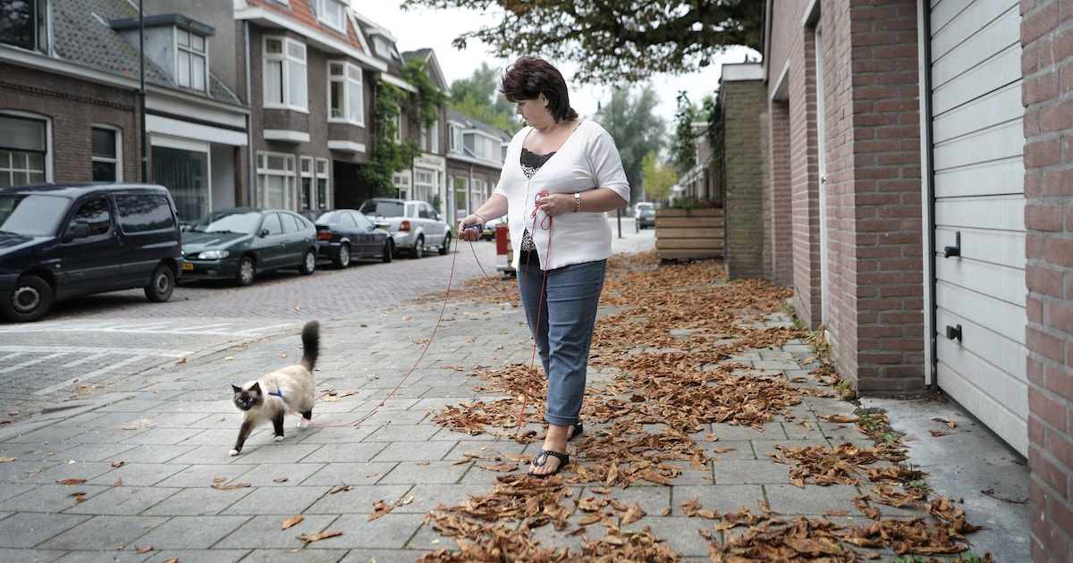 Moeten katten voortaan echt aangelijnd naar buiten? | de Volkskrant