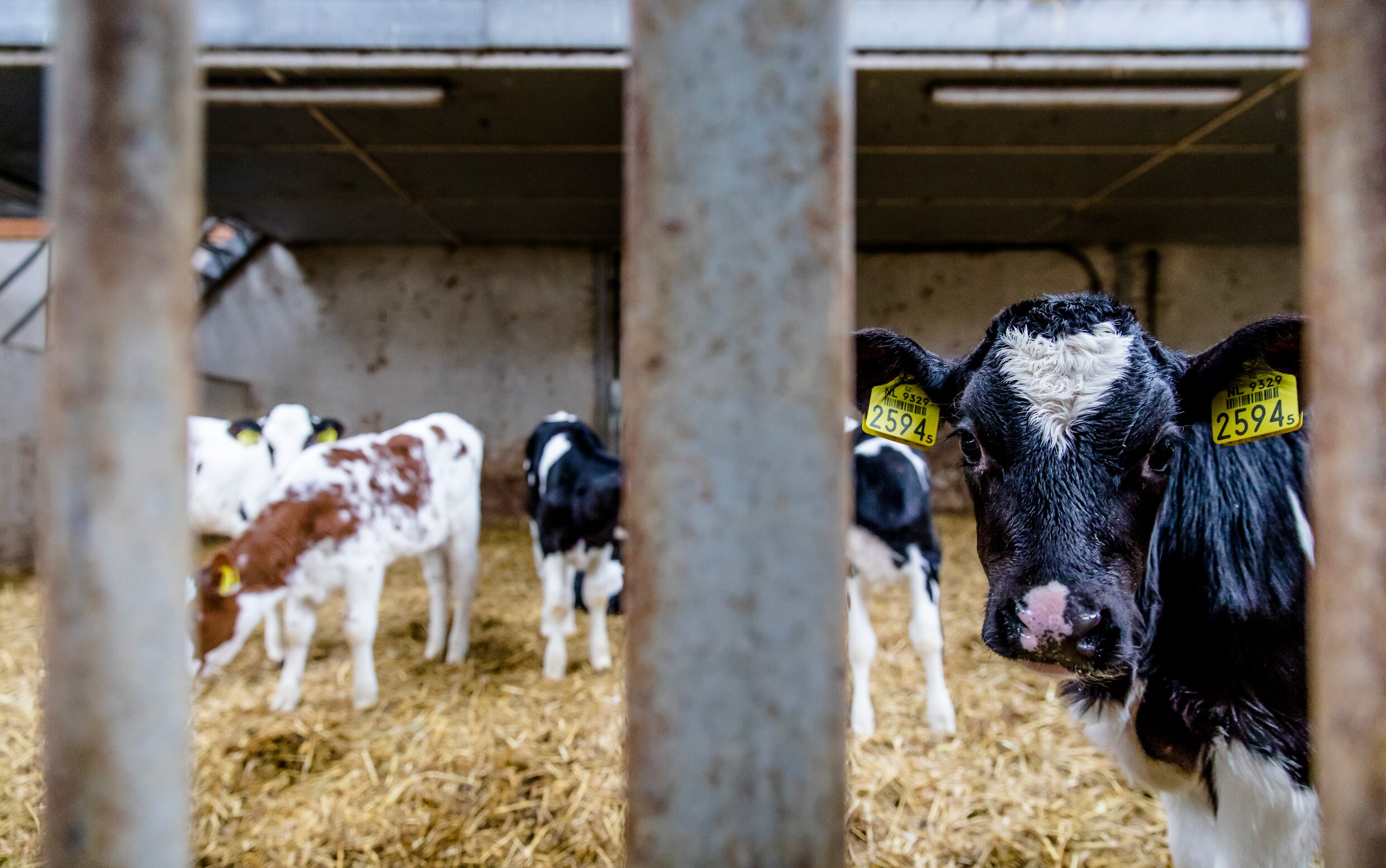 RTL: Sterftecijfer van kalfjes op 1.200 boerderijen schrikbarend hoog ...