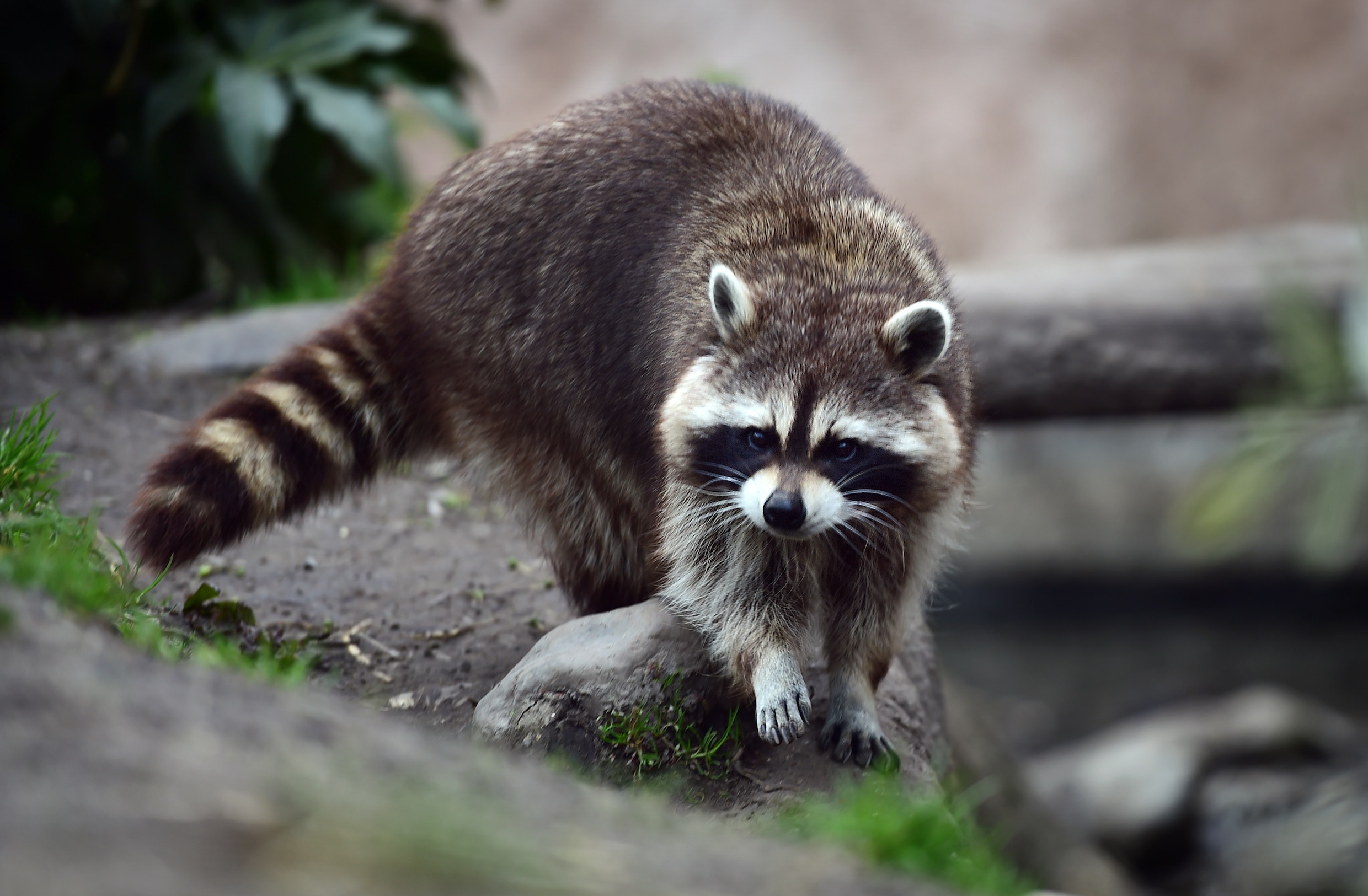 Limburgse wasberen toch niet massaal afgeschoten - provinciebestuur ...