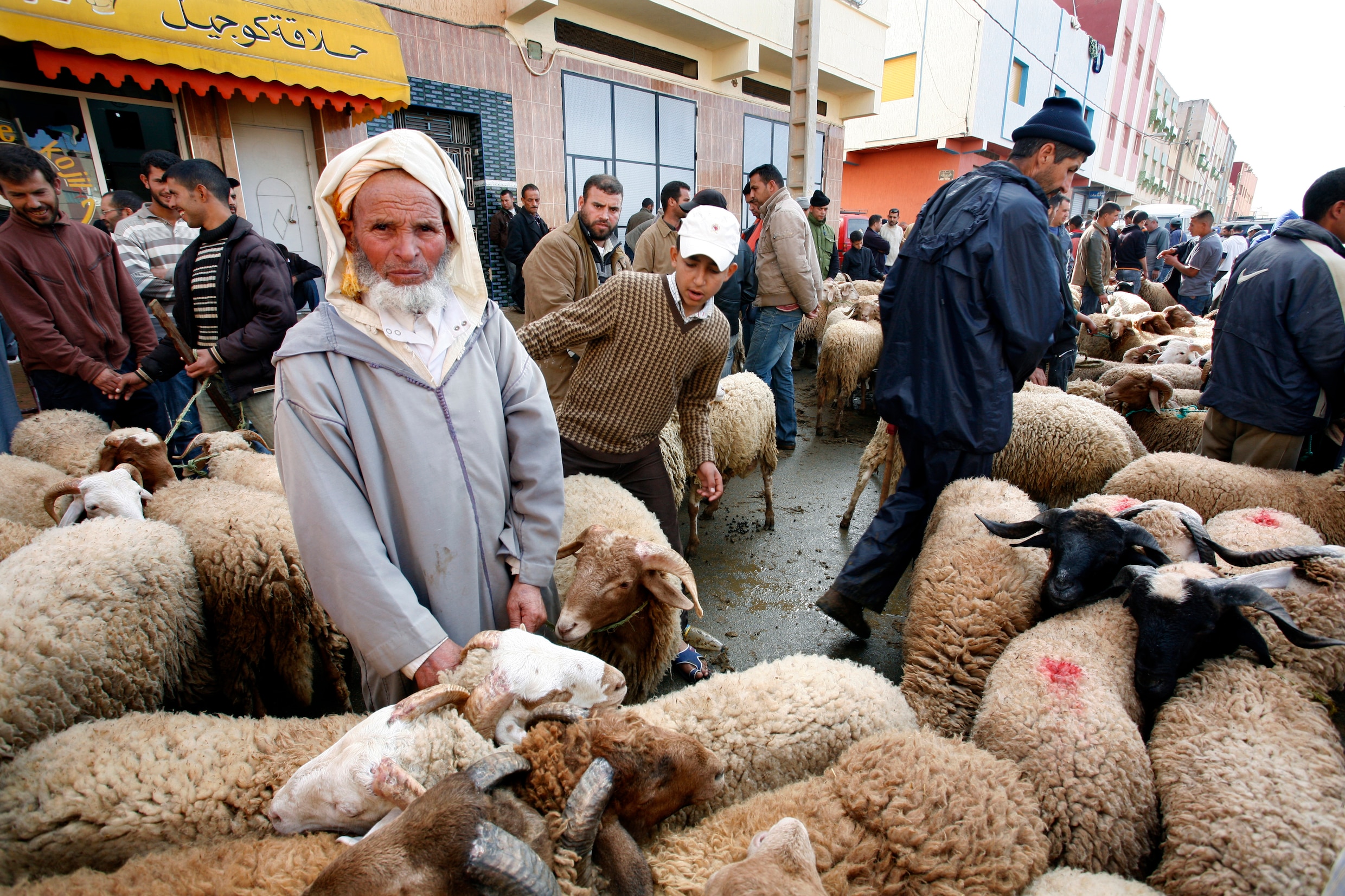 Dringend verzoek van de Marokkaanse koning: ‘Slacht dit jaar geen ...