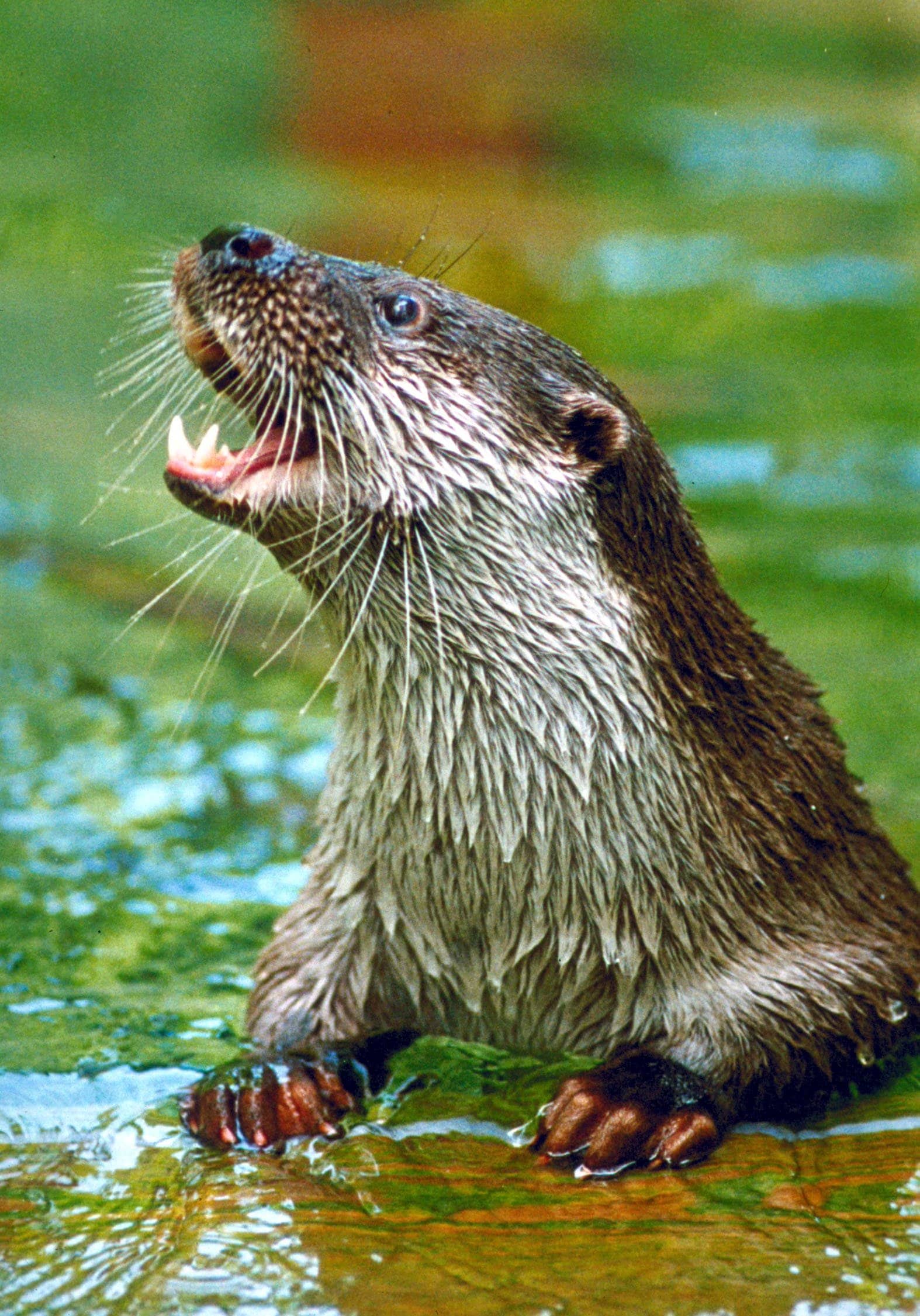 Nieuwe mijlpaal in de opmars van de otter: hij is terug in de Biesbosch ...