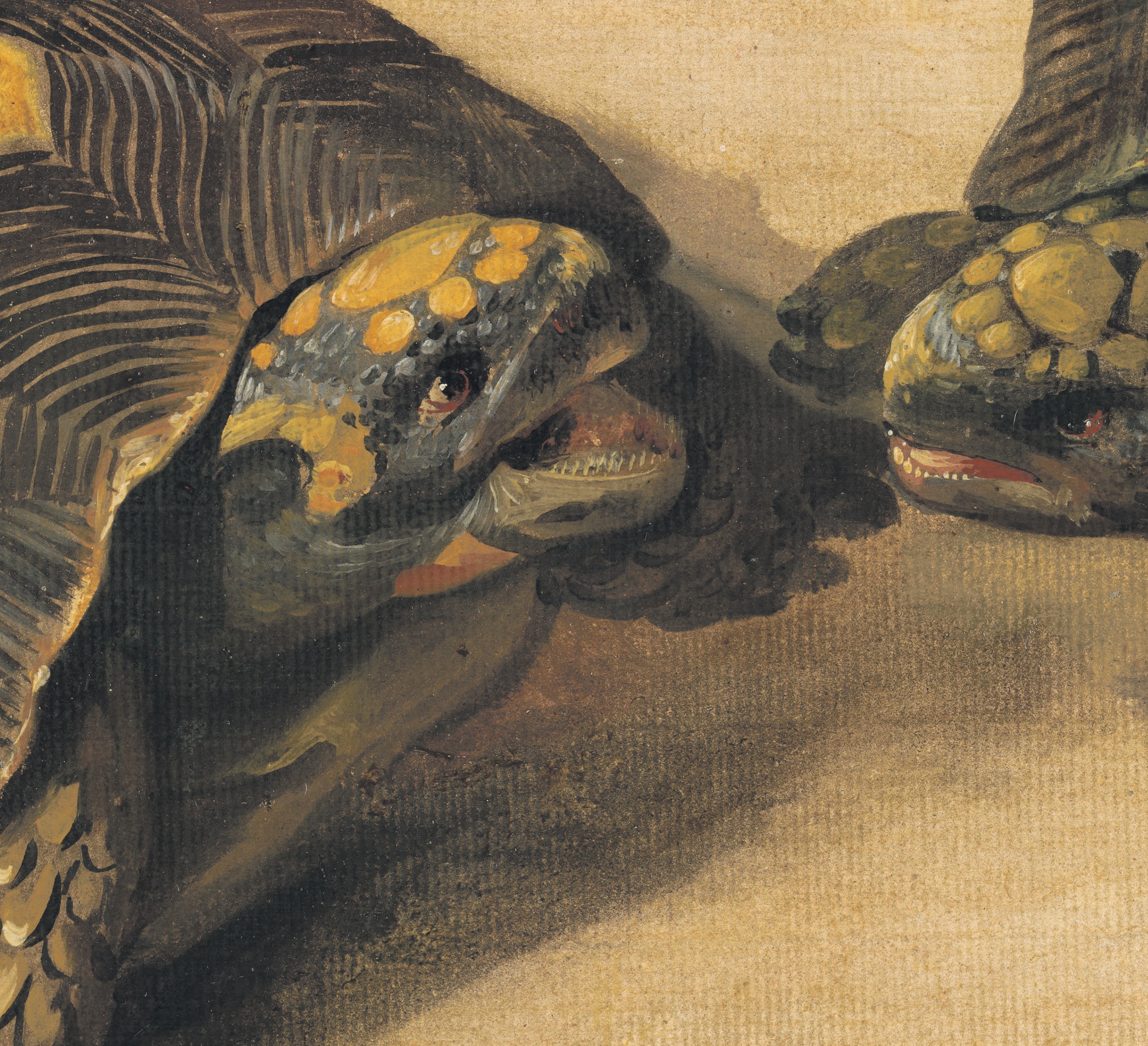 Het blijkt een fabel dat schildpadden kalm zijn, ontdekt Wieteke van ...