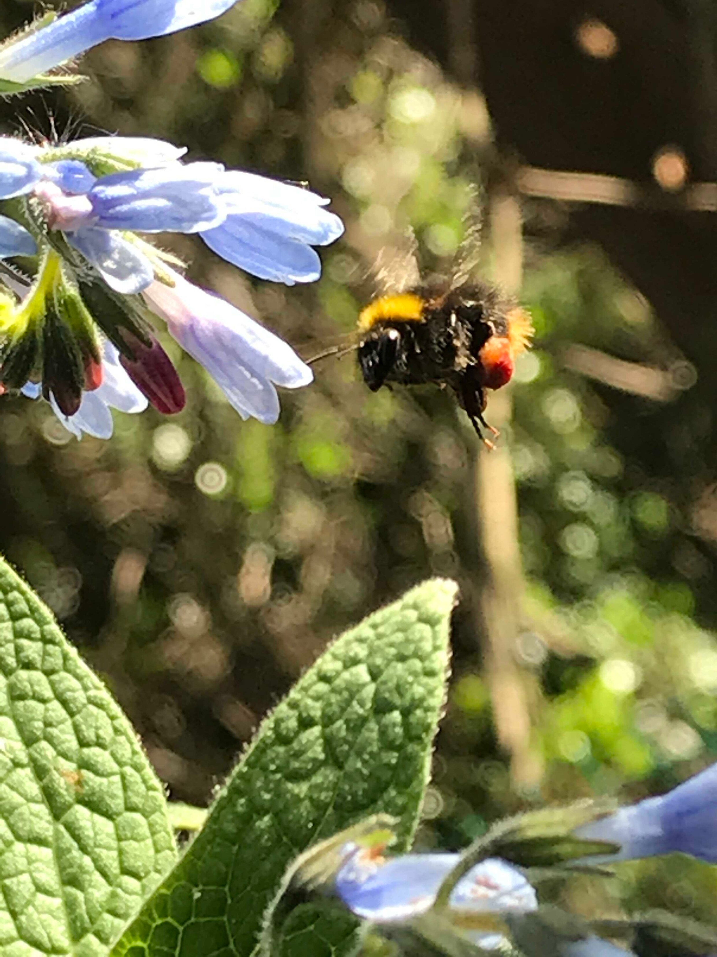 Onrust op het balkon rond de blauwe regen: de honingbijen nemen het ...