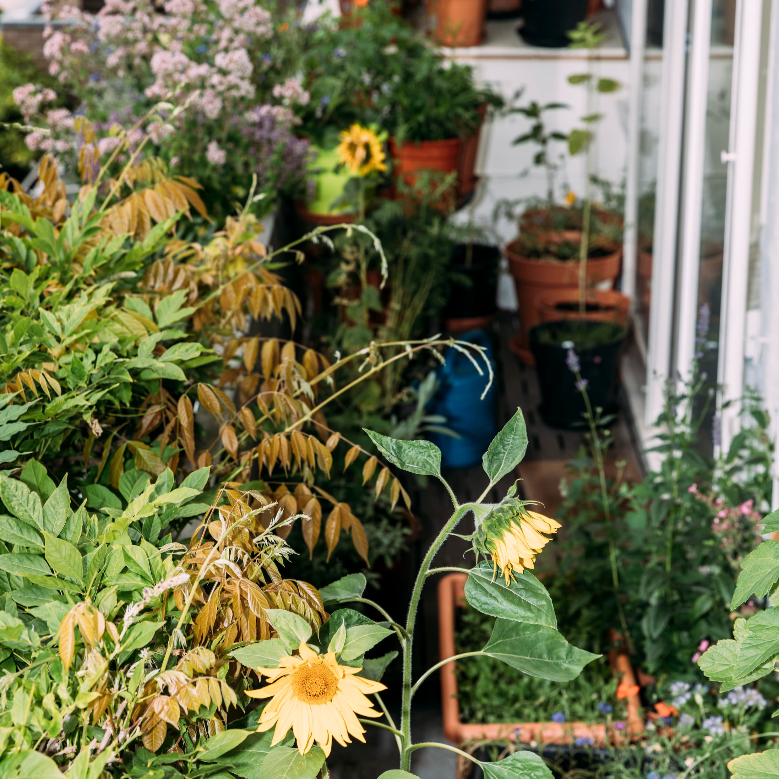 Zo maak je van je tuin of balkon een groene weelde | de Volkskrant