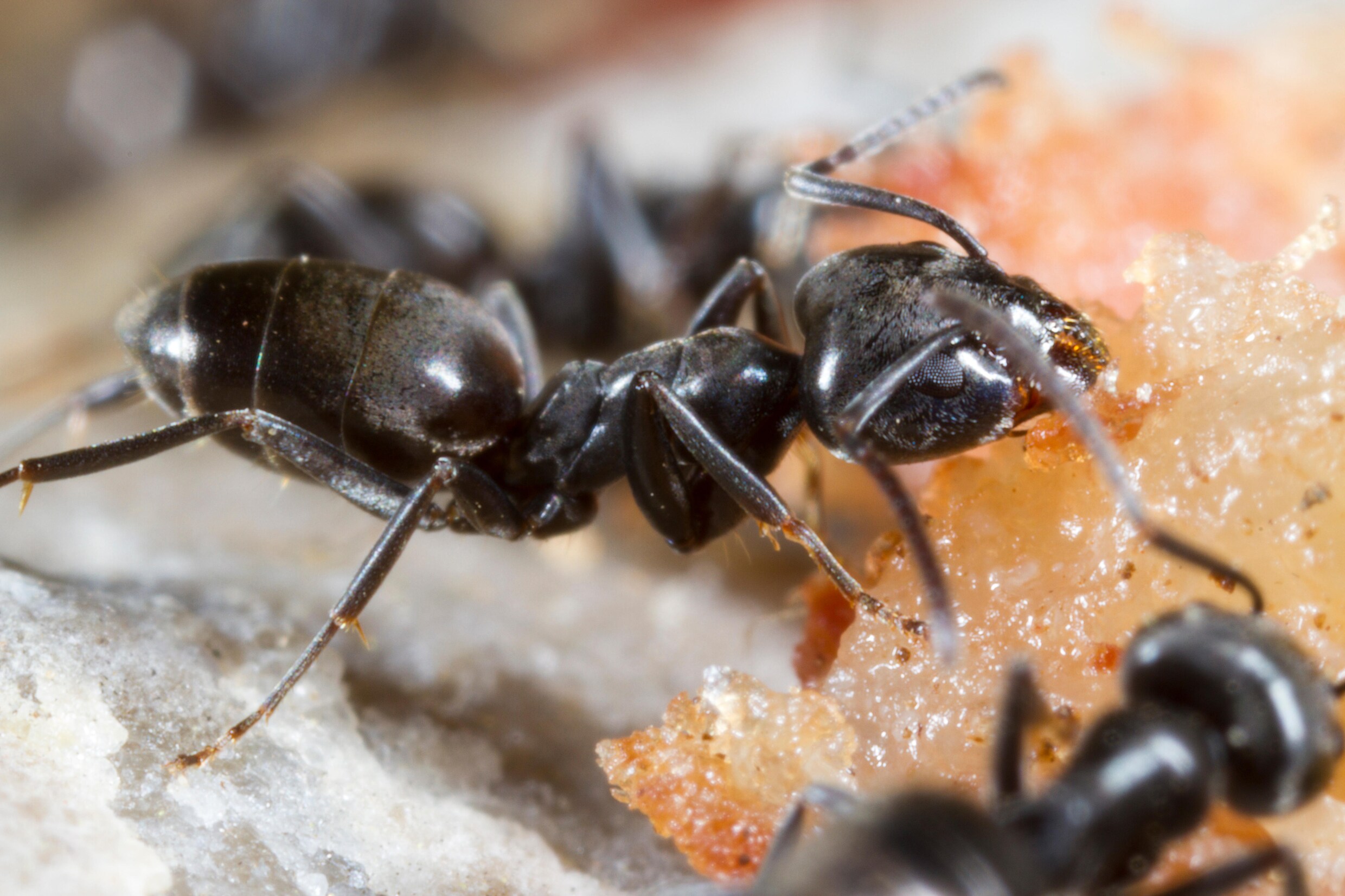 Van jeukende rupsen tot supermierenkolonies: waarom duiken er zoveel ...
