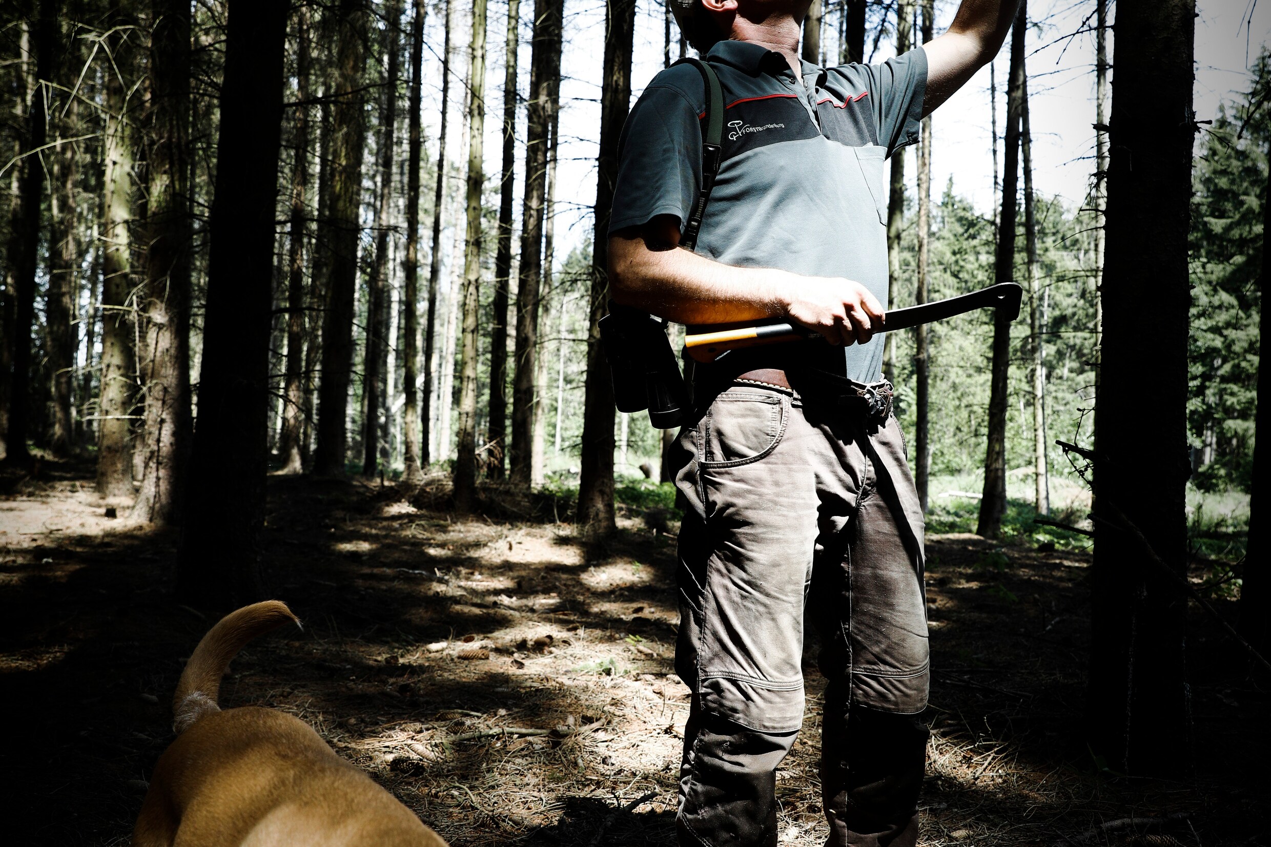 Brandenburgse bossen bezwijken onder de boomschorskever | de Volkskrant