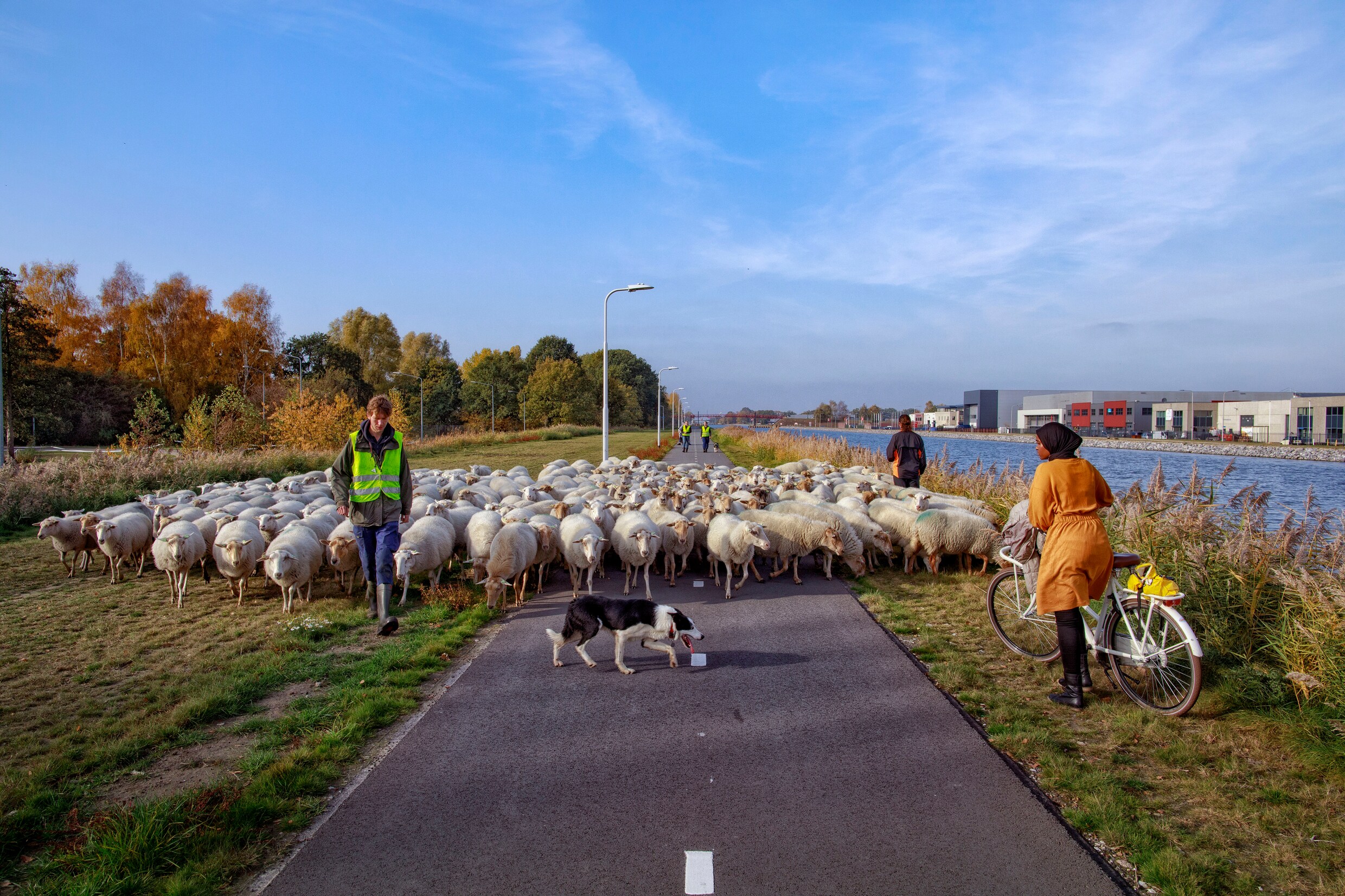 De schaapherder van Exloo wil niet met de kudde door de straten lopen ...