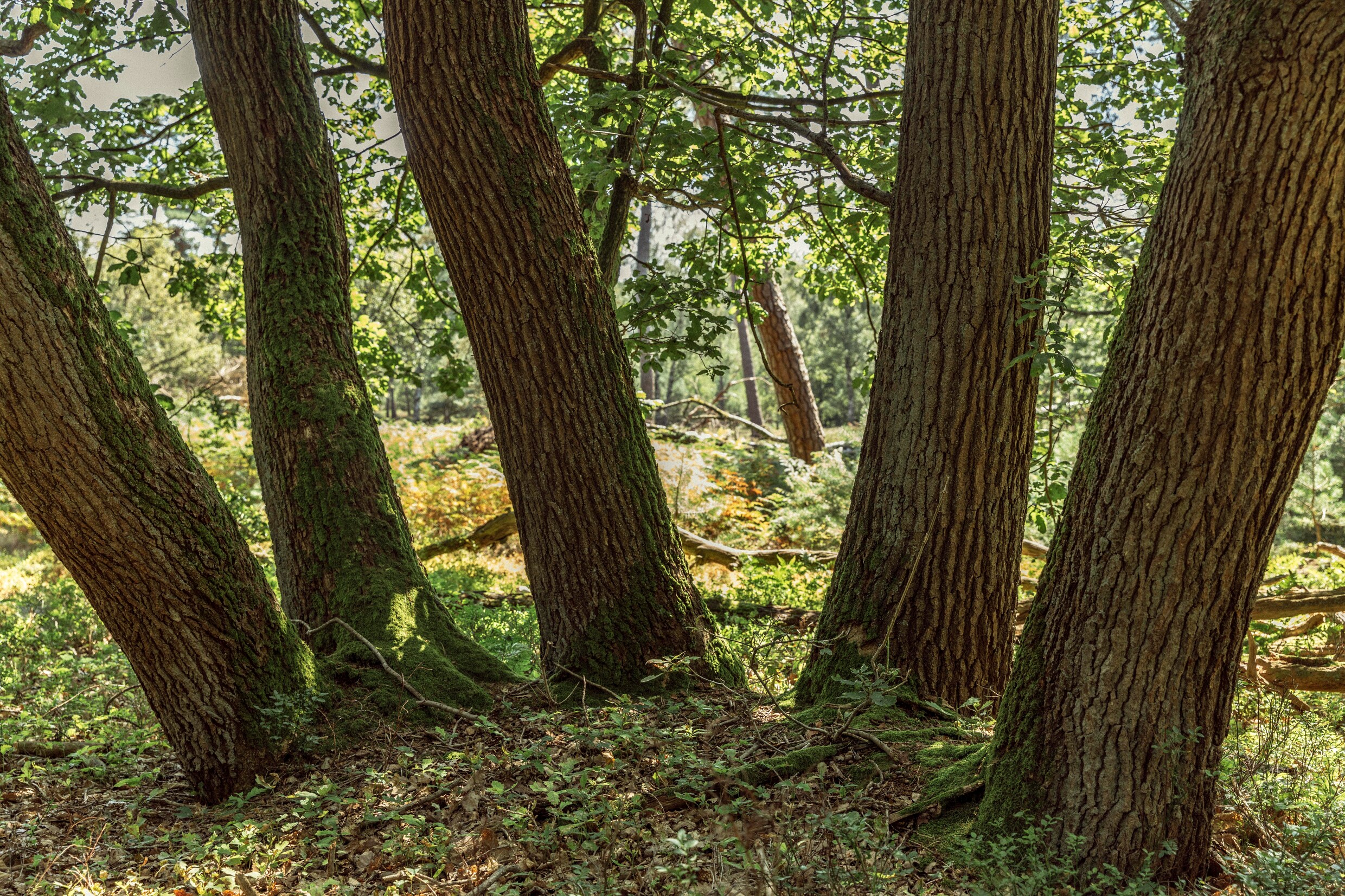 Moeten bossen beheerd worden? Op zoek naar een antwoord in ‘het ...