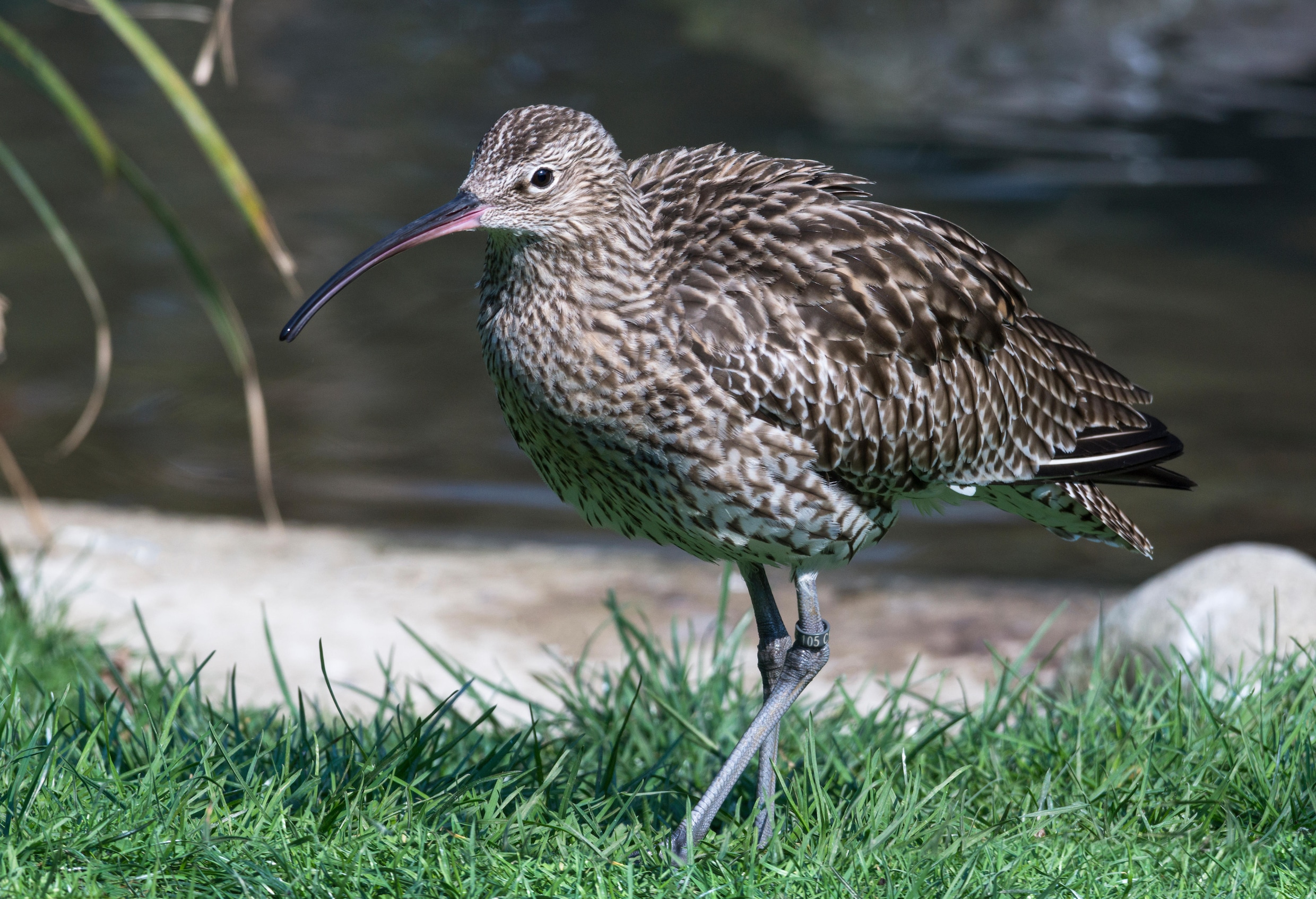 Ook na Frans verbod op afschot wulp blijven er zorgen over jacht op in ...