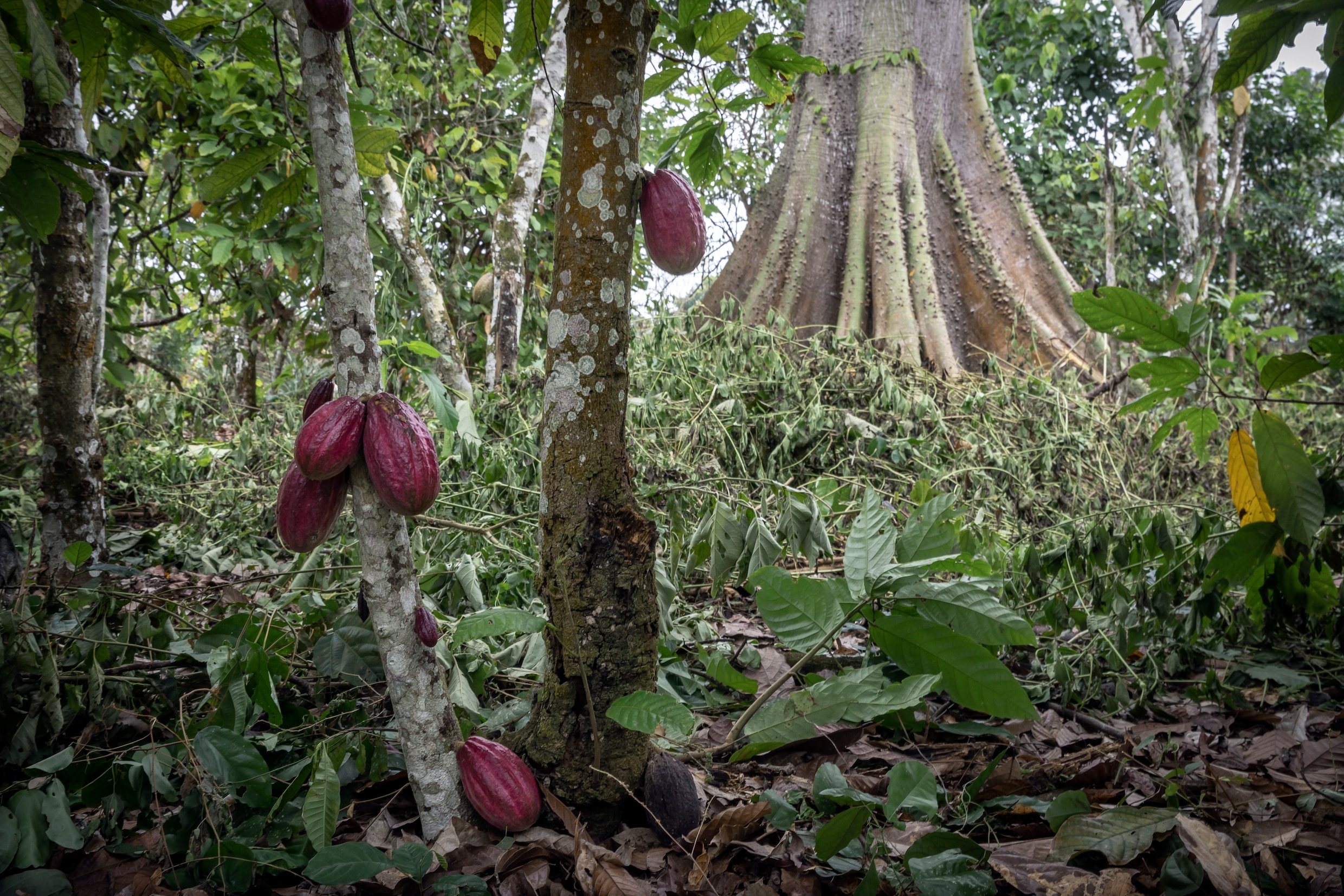 Tony's Chocolonely valt af van lijst van slaafvrije ...