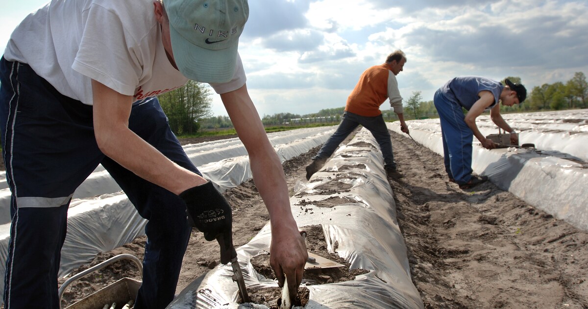 Adviesraad bepleit een veel nadrukkelijker rol voor de overheid bij arbeidsmigratiebeleid | de ...