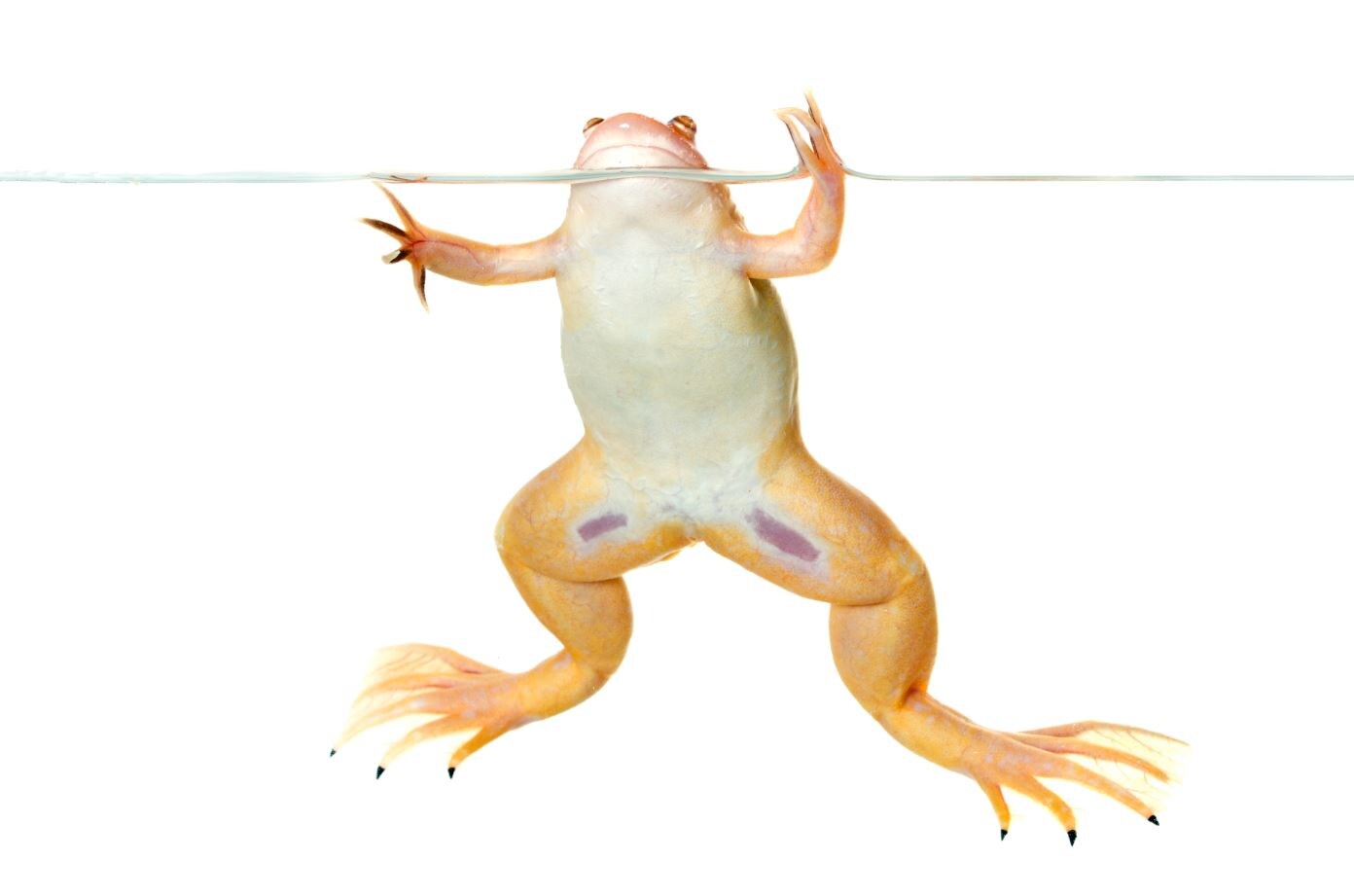 Wetenschappers bouwen ‘levende robot’ van kikkercellen | de Volkskrant