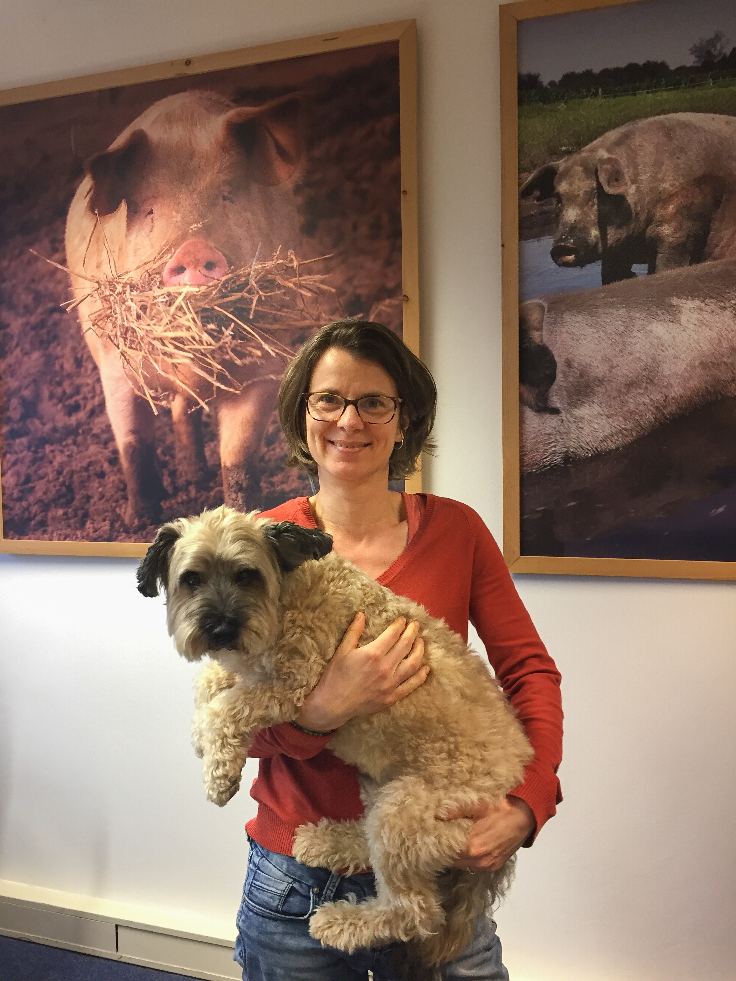 De labradoodle: Frankenhond, hypoallergeen of een geweldig placebo | de ...