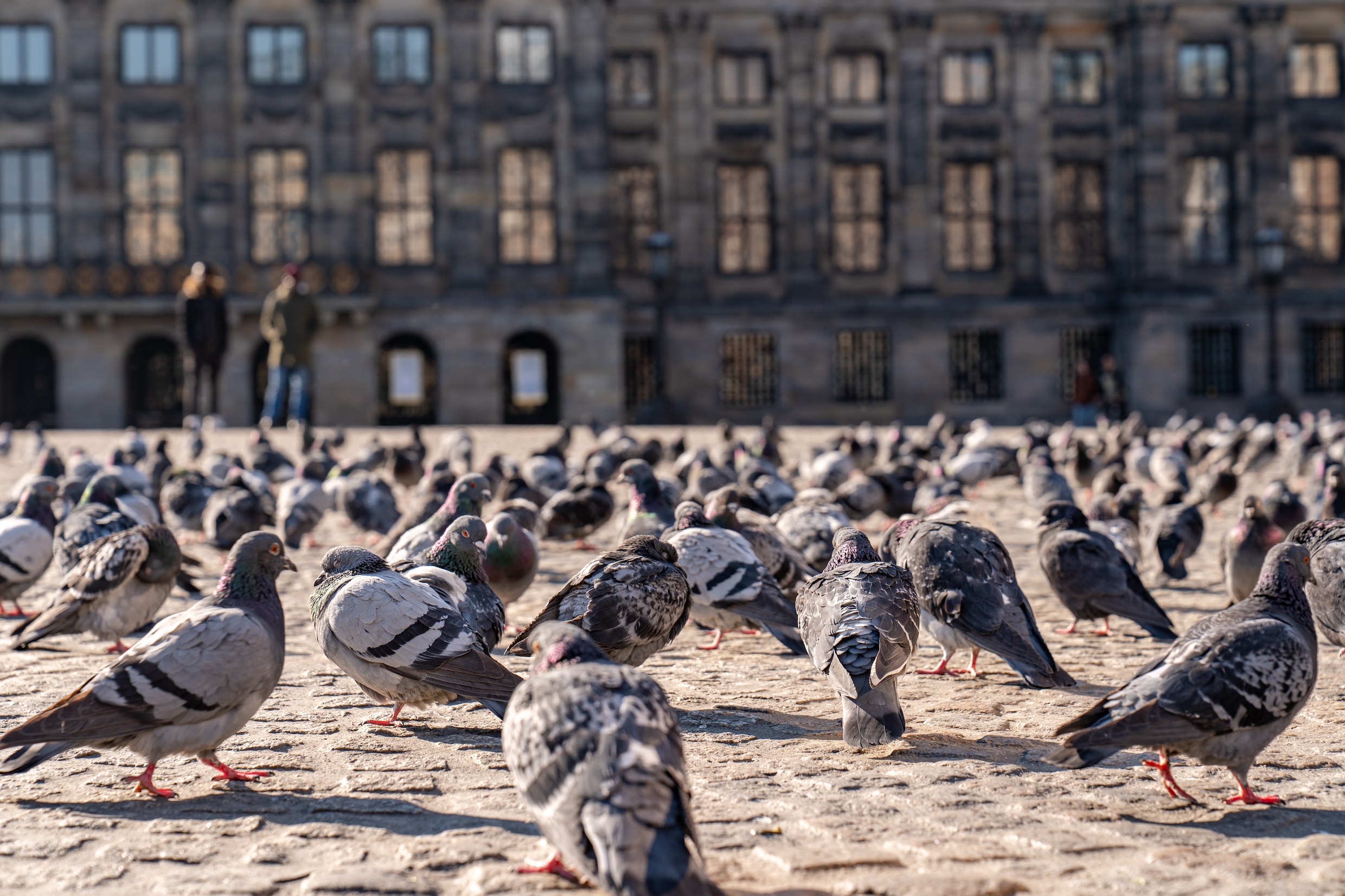 Voor stadsvogels geldt: wie niet slim is moet veel kinderen krijgen ...
