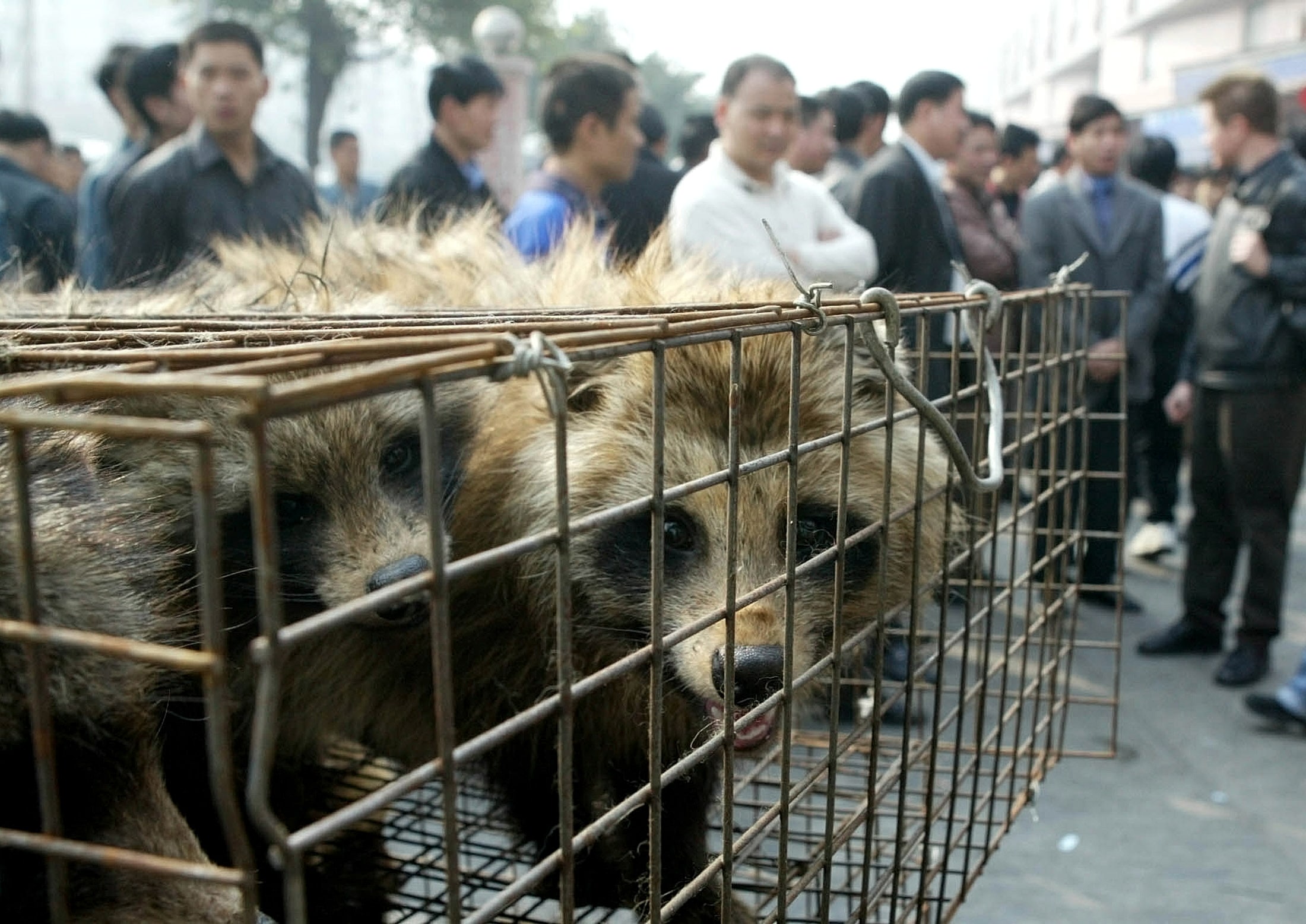 Live: Kabinet staat festival met tienduizend mensen toe • Burgemeesters ...