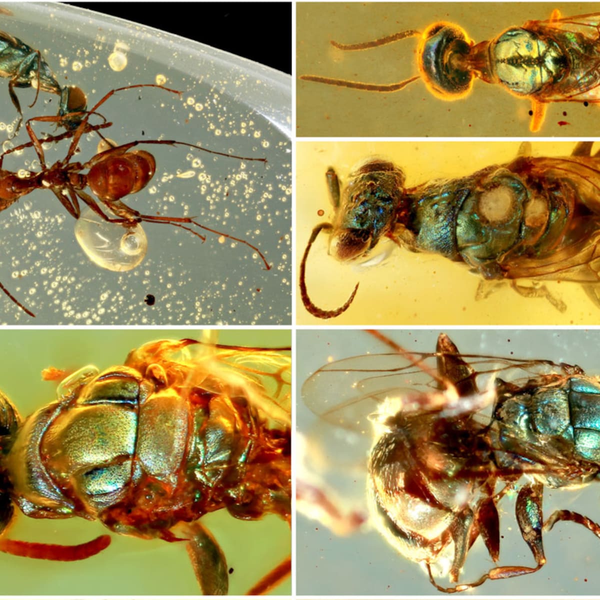 Fossielen Van Gigantische Insecten