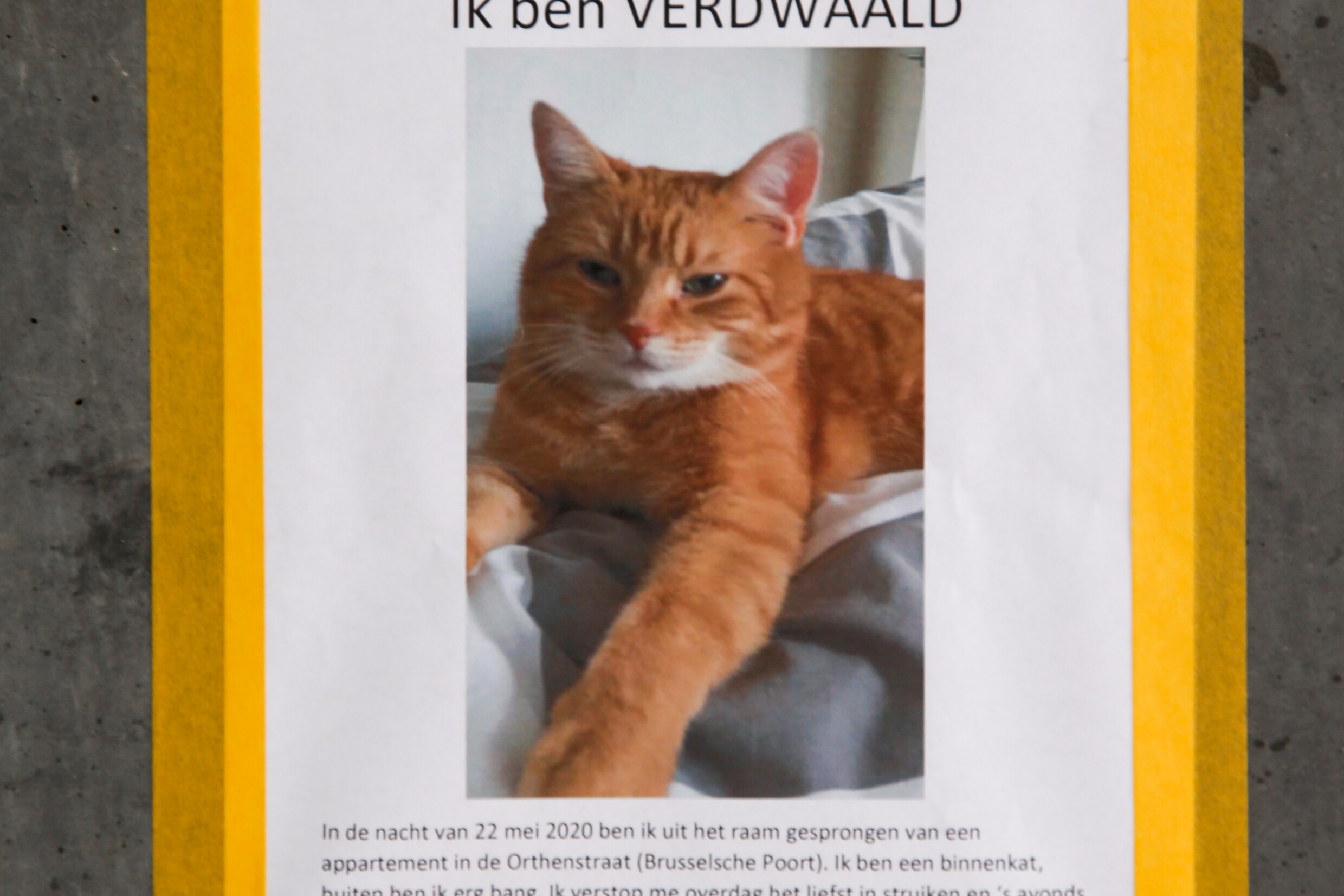 Zes baasjes over de zoektocht naar hun vermiste dier: ‘De waarzegster ...
