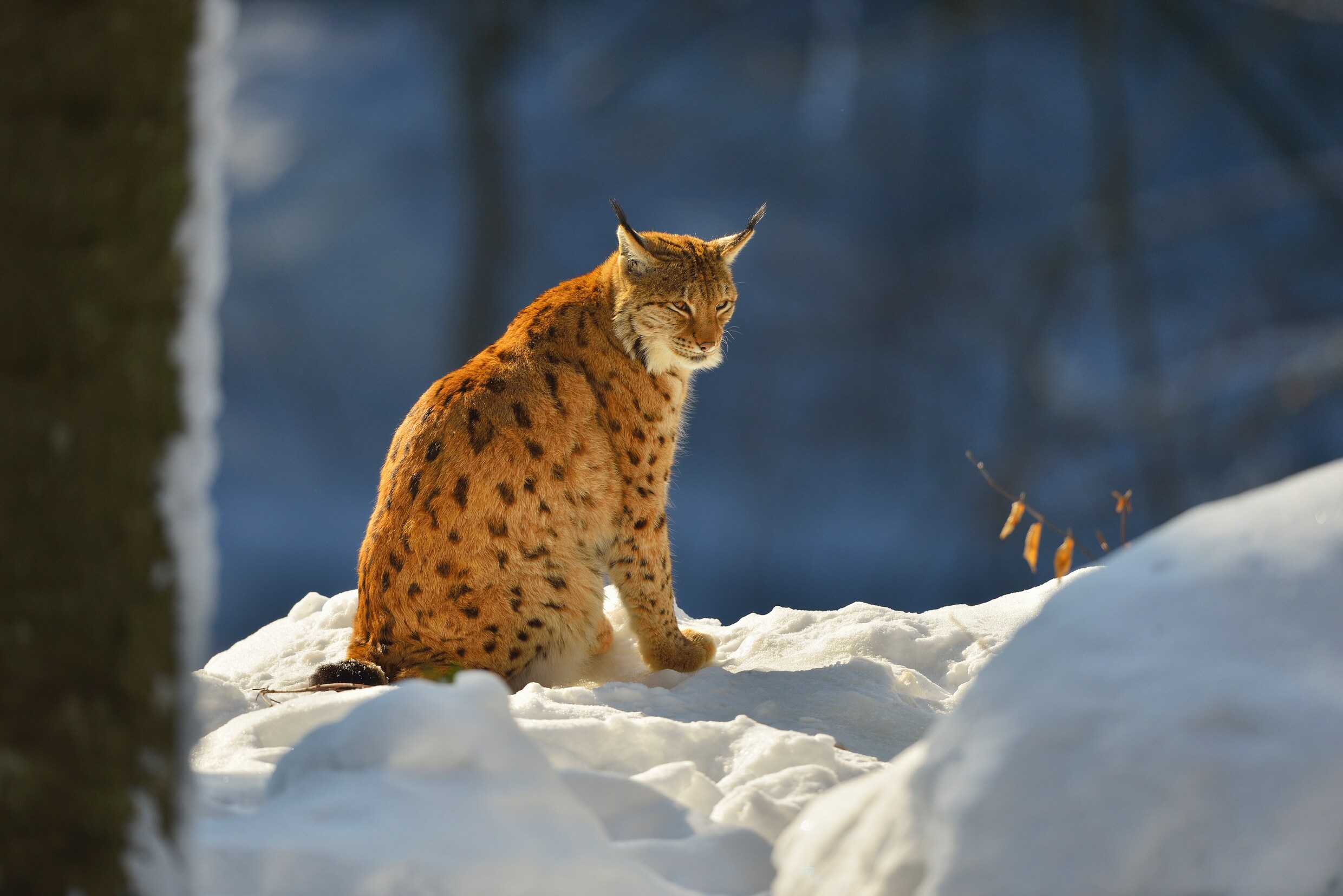 Biodiversiteit holt in heel Europa achteruit, maar er is nog hoop | de ...