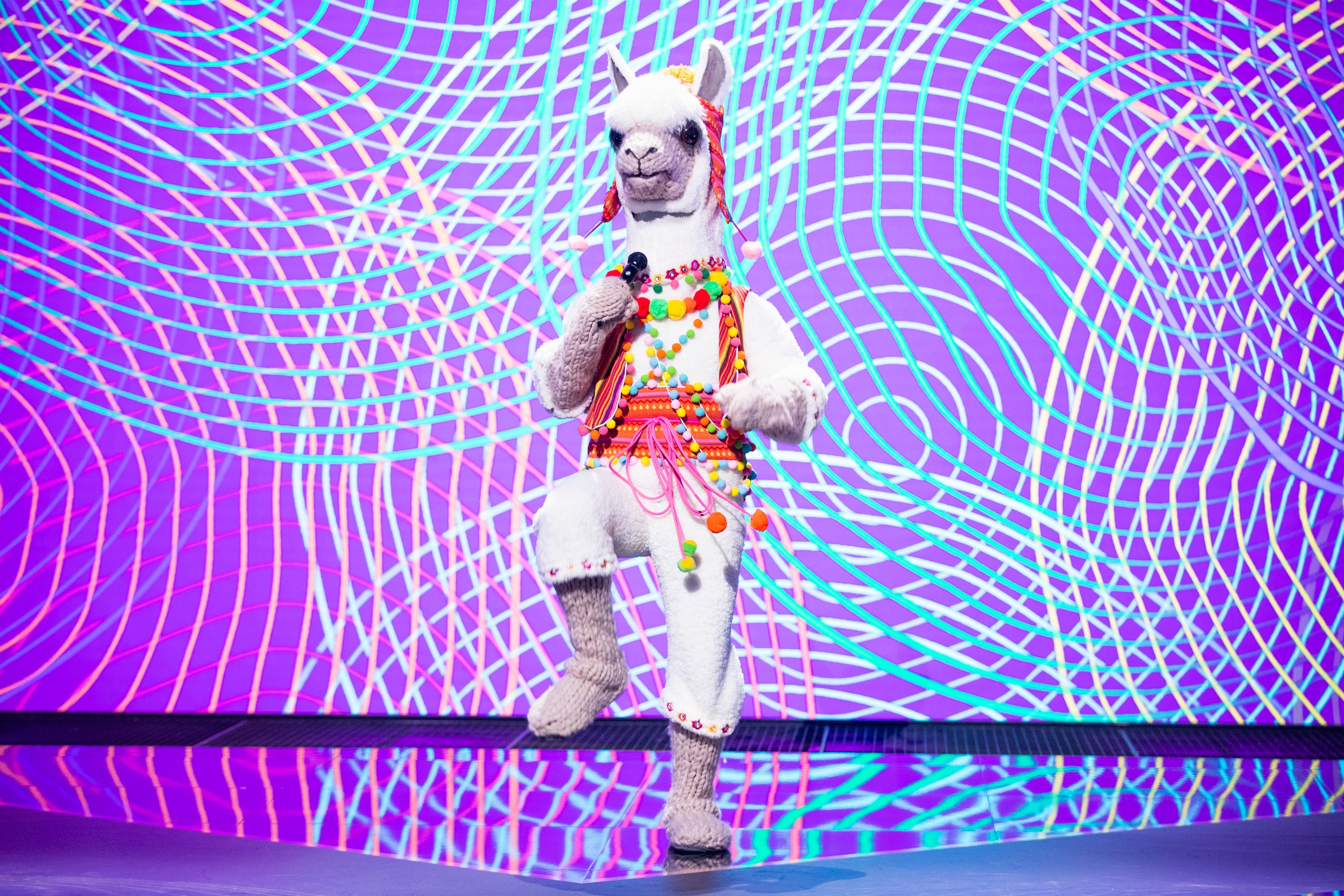 Drie miljoen kijkers voor een duet tussen een zebra en een aap: wat is ...