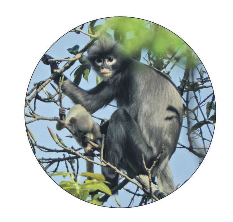 Nieuwe dieren alleen in ondoordringbare regenwouden? Nee hoor, ook in ...