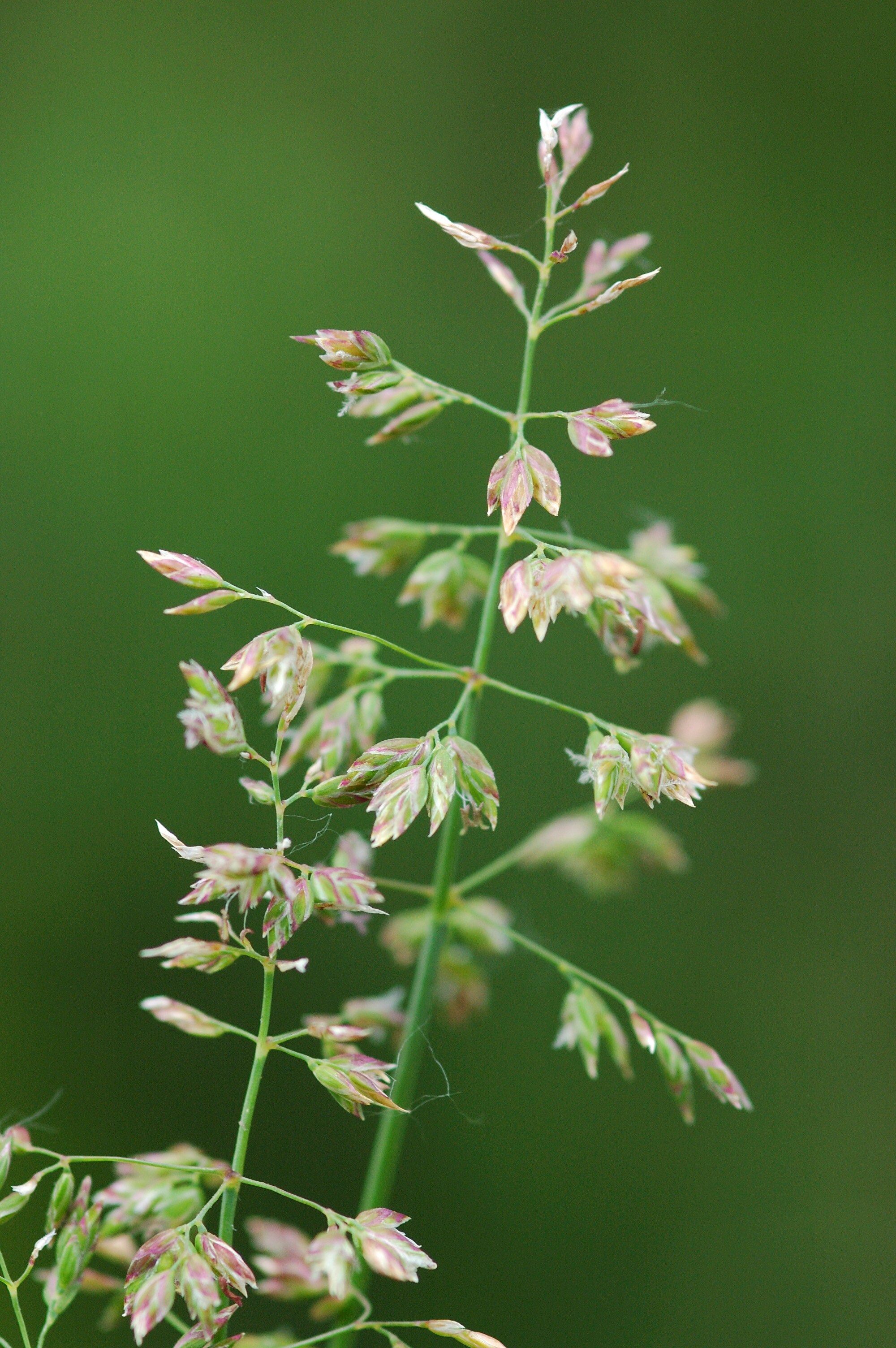 Het is winter en toch wemelt het van de bloeiende planten | de Volkskrant