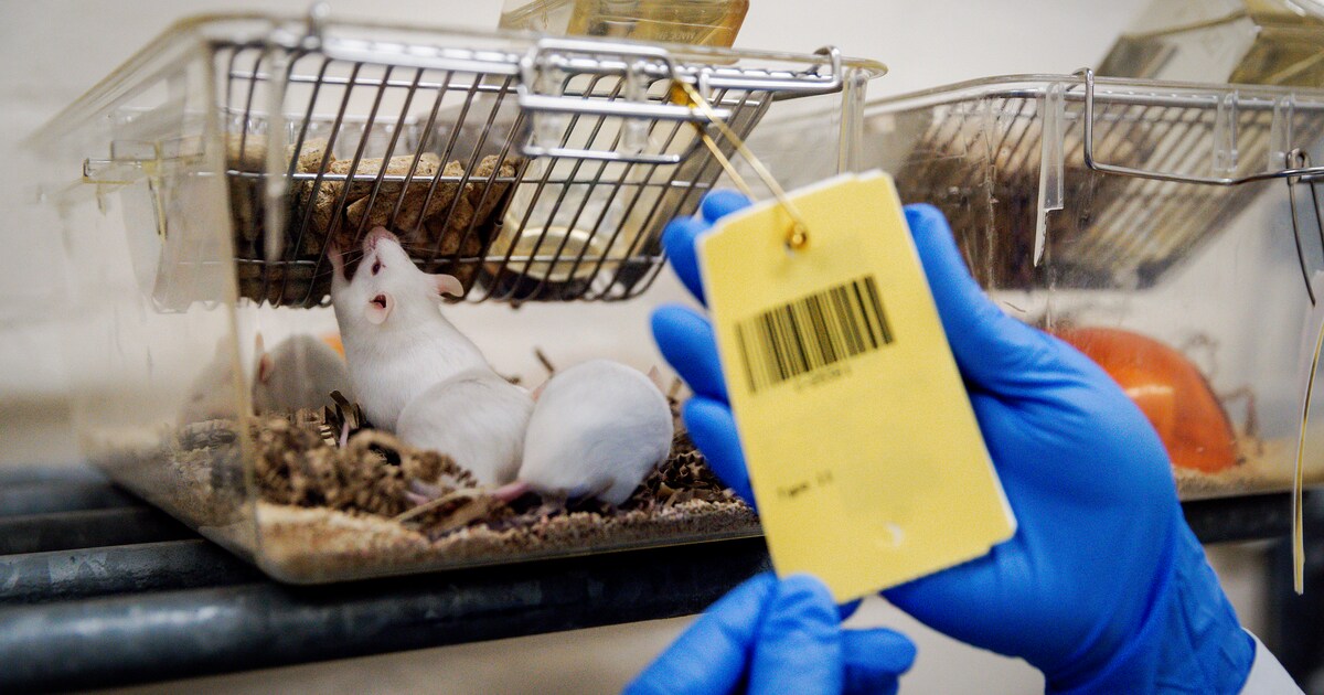 Opinie: Geneeskundige dierproeven zijn ook nodig voor dieren, niet ...