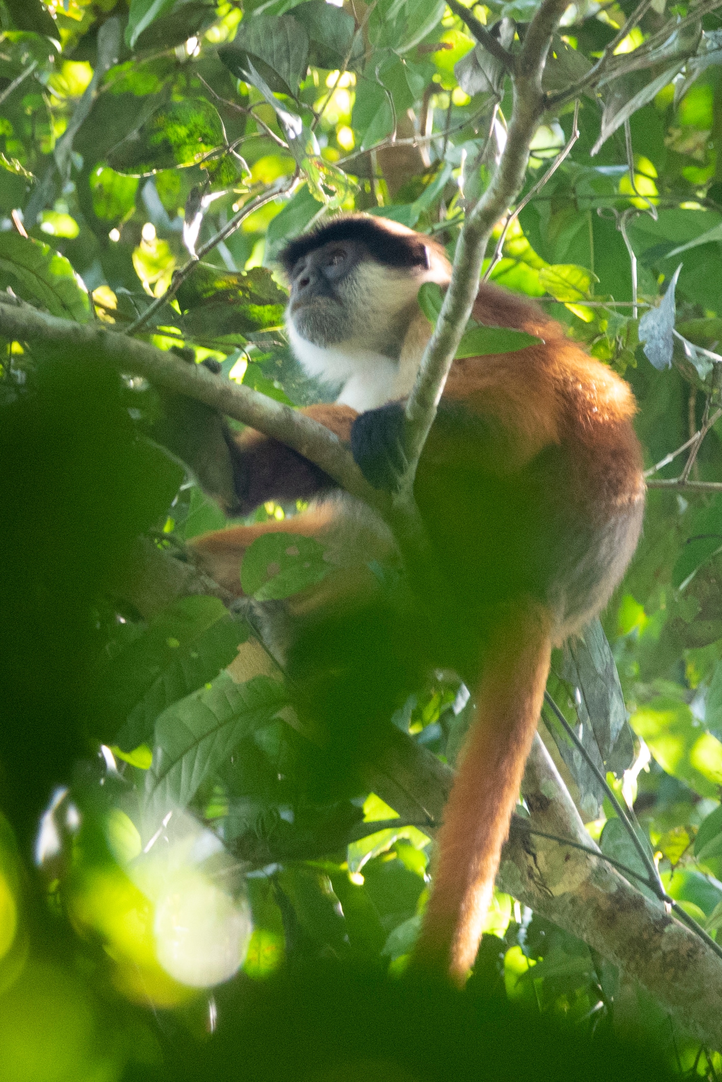 Zeer zeldzame aap voor het eerst gefilmd in Congo, door Nederlandse ...