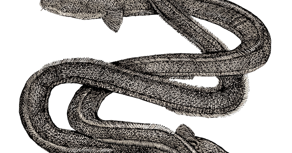 De paling heeft het niet makkelijk: ‘Ga je op weg om je voort te ...