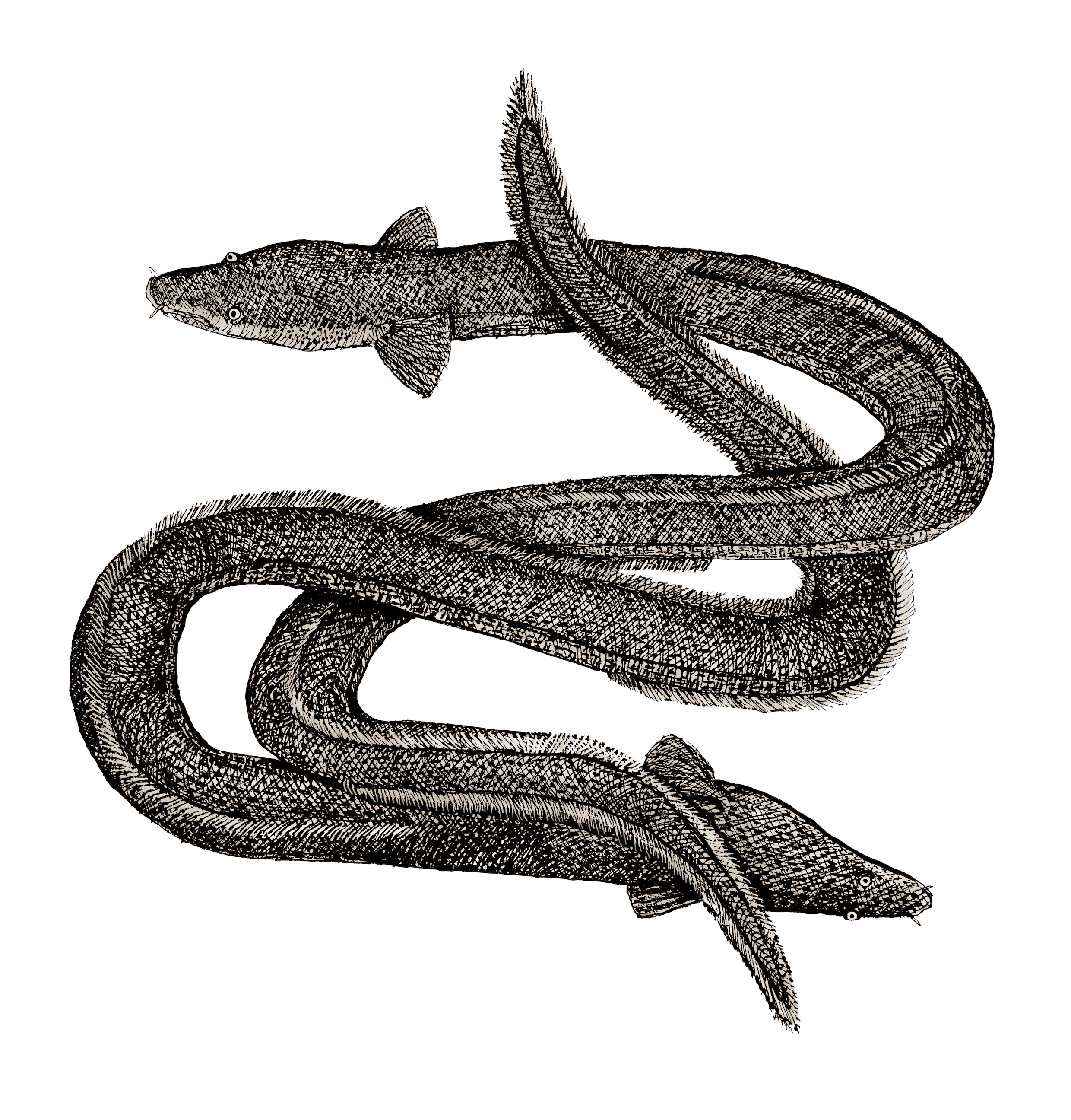 De paling heeft het niet makkelijk: ‘Ga je op weg om je voort te ...