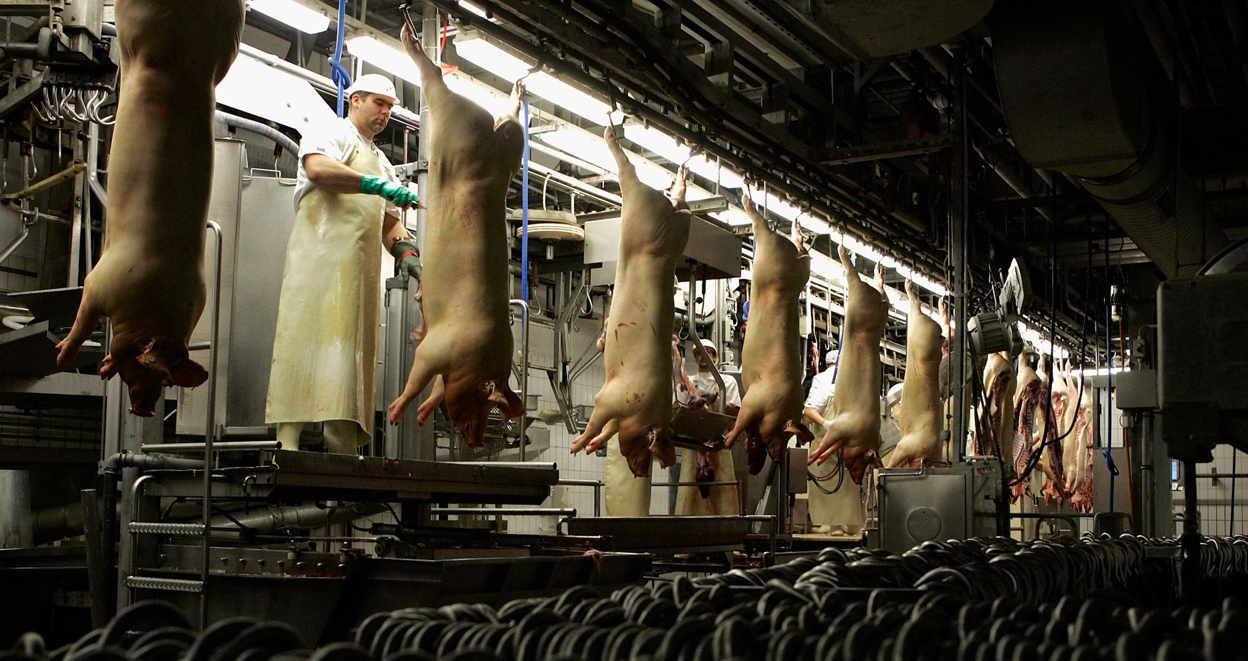 Hoe hoger de slachtsnelheid, hoe goedkoper het speklapje; ‘we zien veel ...