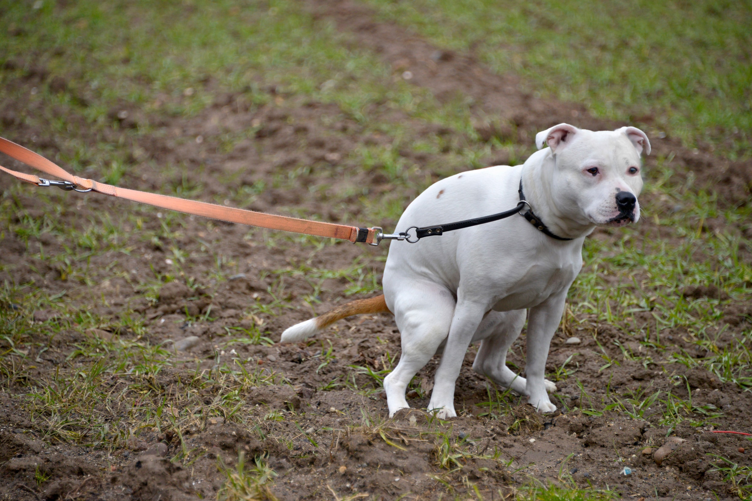 Met een warmtebeeldcamera jagen op een heterdaadje: een poepende hond ...