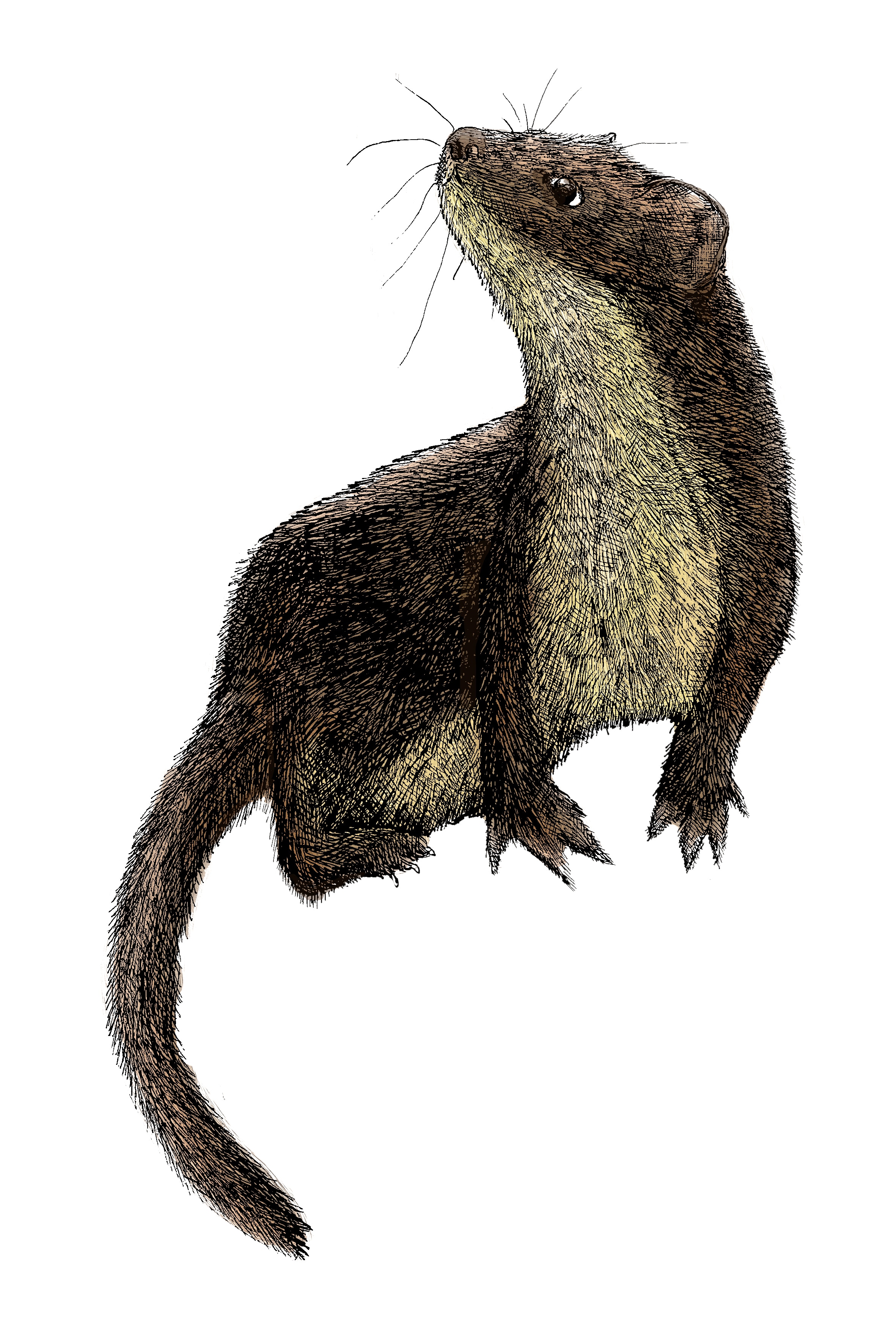 Heb je een goed muizenjaar, dan heb je een goed wezeljaar | de Volkskrant